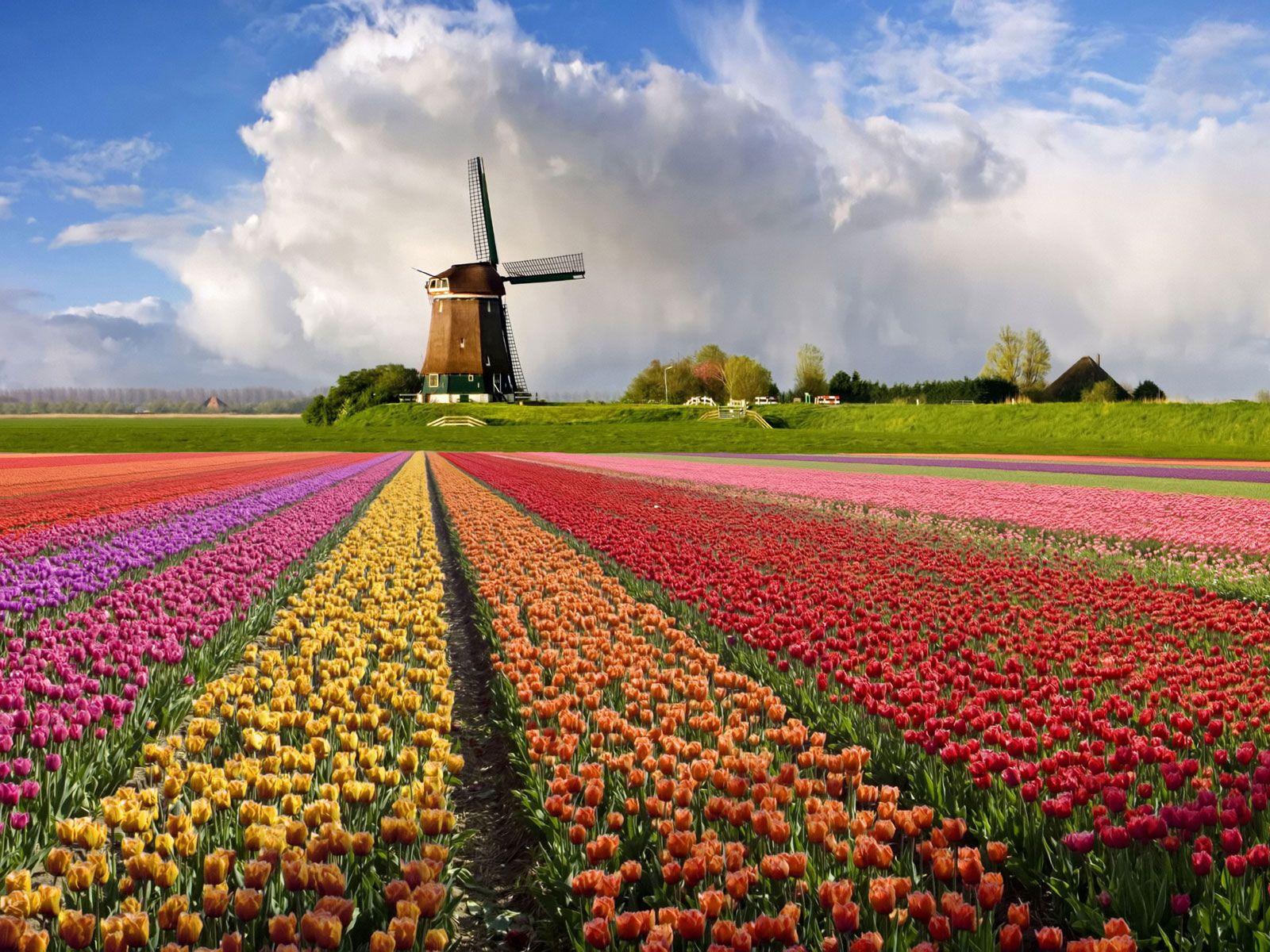 Tulip Field Wallpapers - Top Free Tulip Field Backgrounds - WallpaperAccess