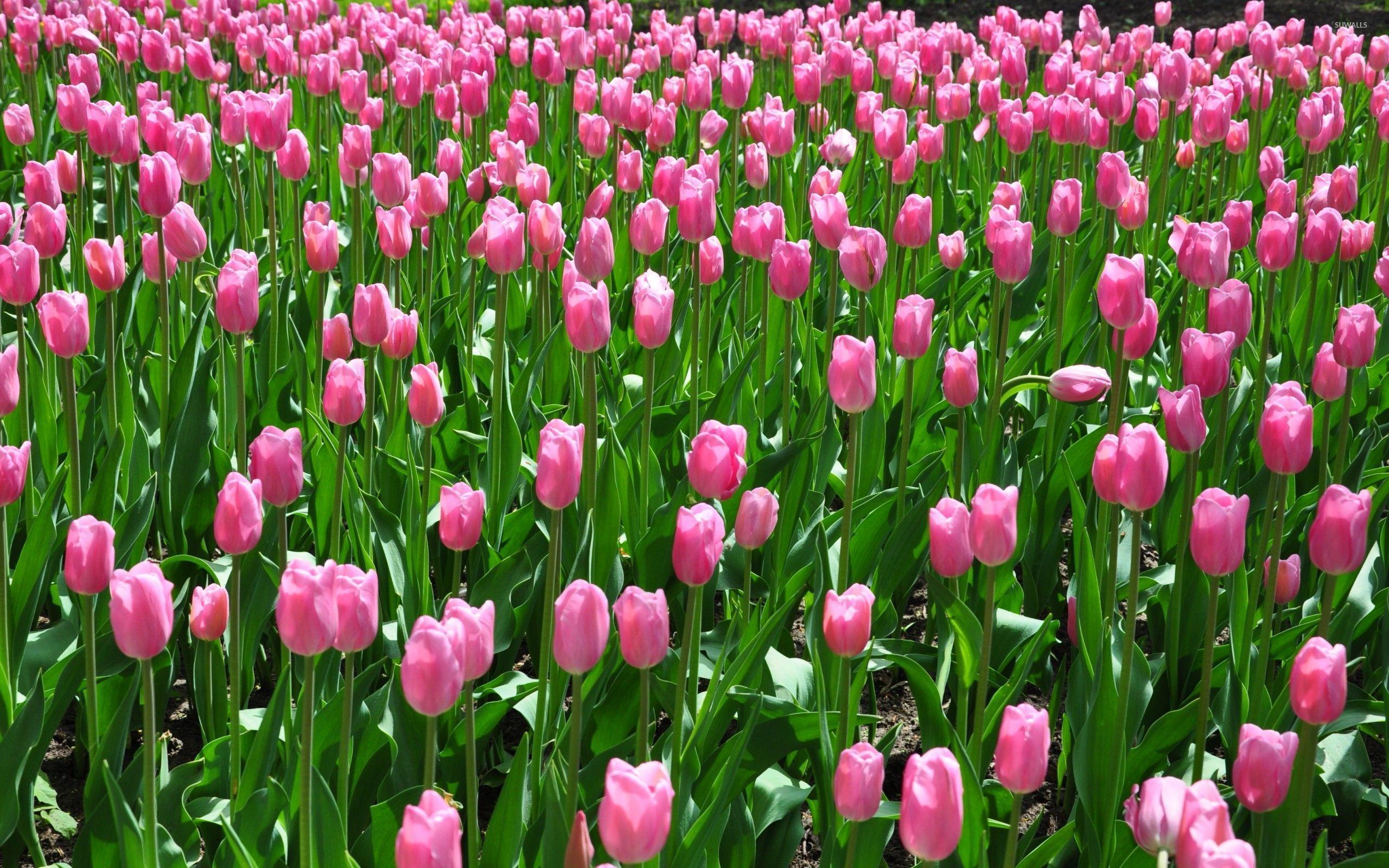 Pink Tulips Wallpapers - Top Free Pink Tulips Backgrounds - WallpaperAccess