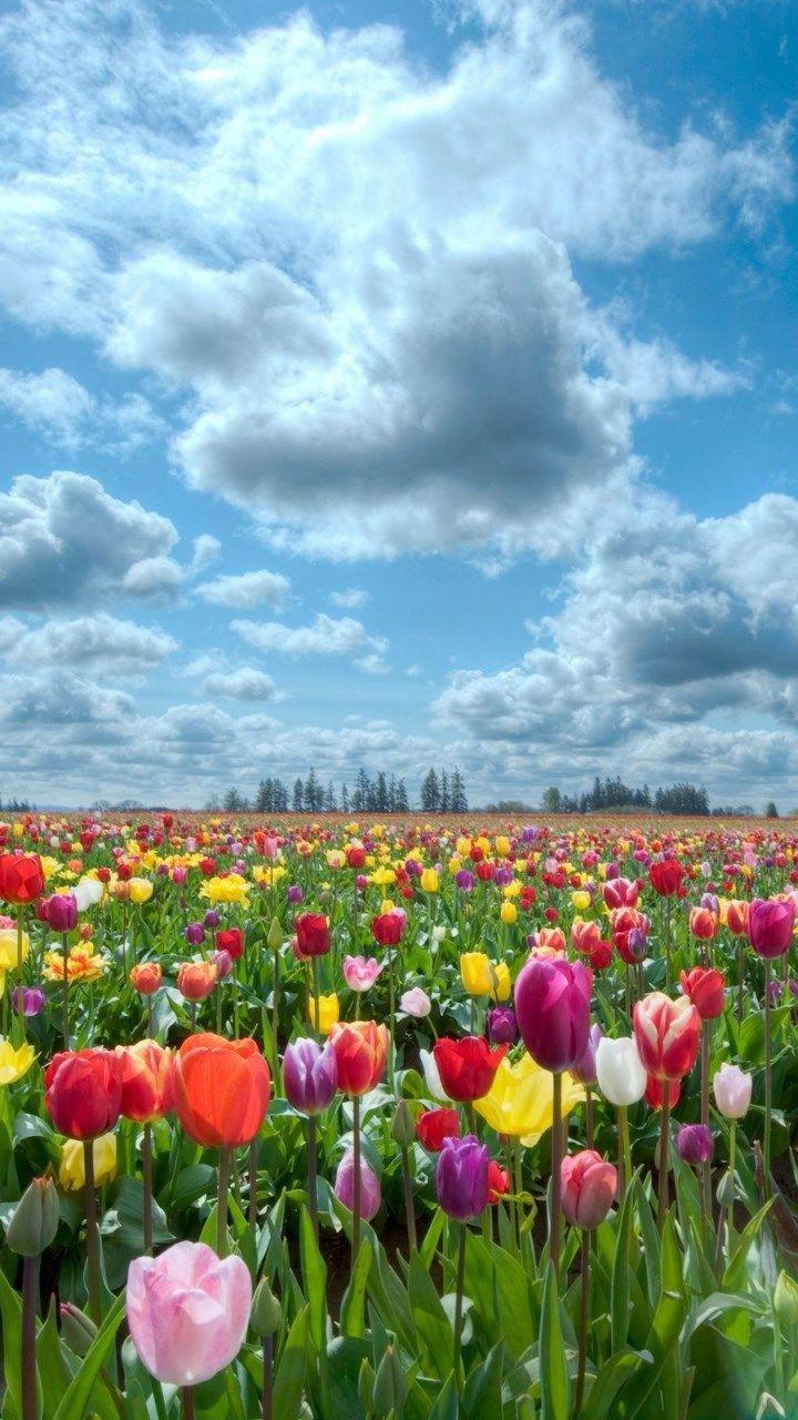 Tulip Field Wallpapers - Top Free Tulip Field Backgrounds - WallpaperAccess