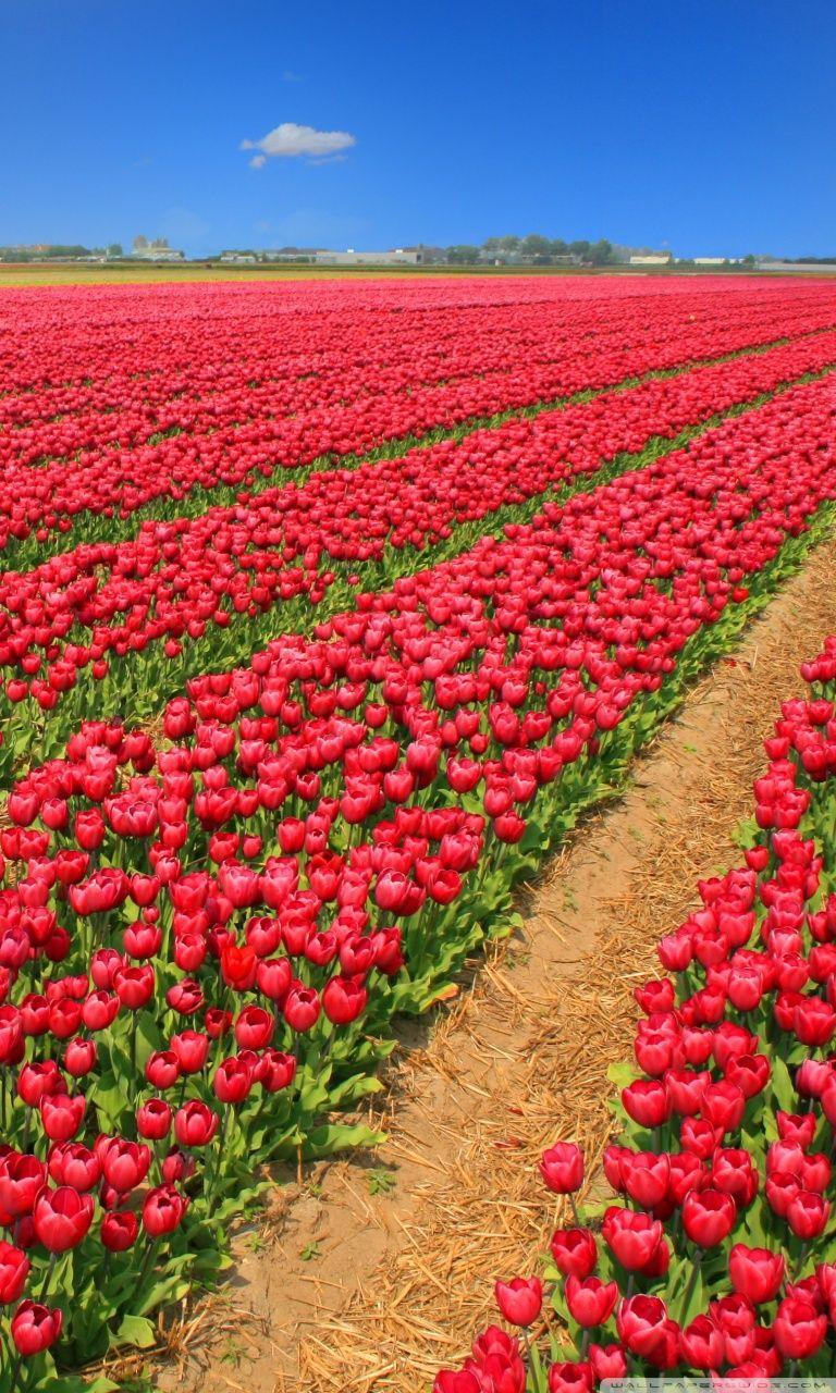 Tulip Field Wallpapers - Top Free Tulip Field Backgrounds - WallpaperAccess