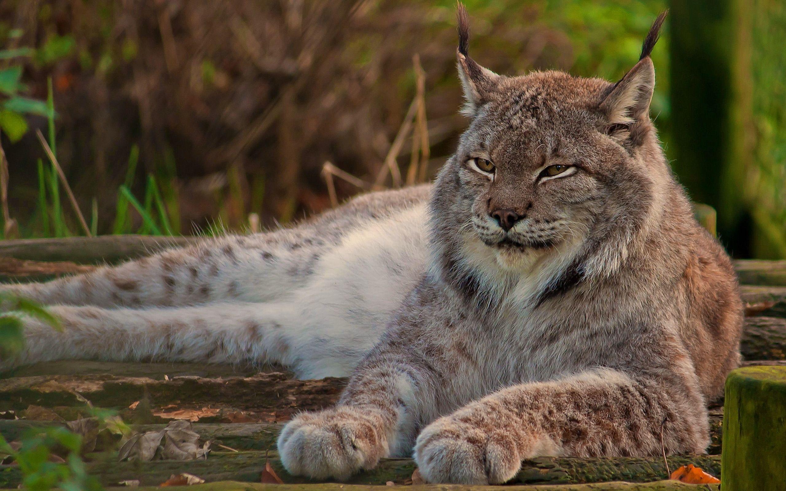 Lynx Desktop Wallpapers - Top Free Lynx Desktop Backgrounds - WallpaperAccess
