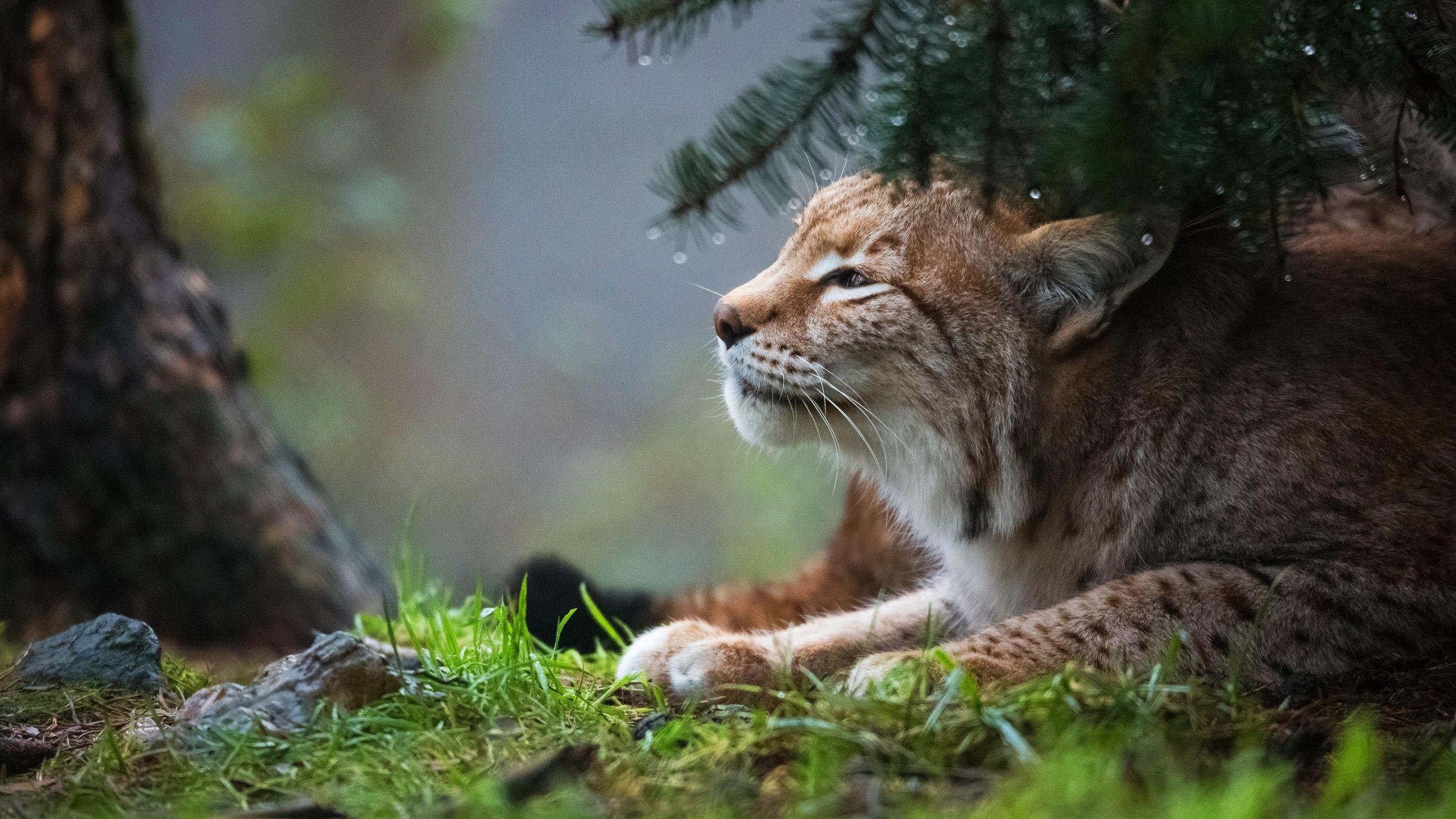 Lynx Wallpapers - Top Free Lynx Backgrounds - WallpaperAccess