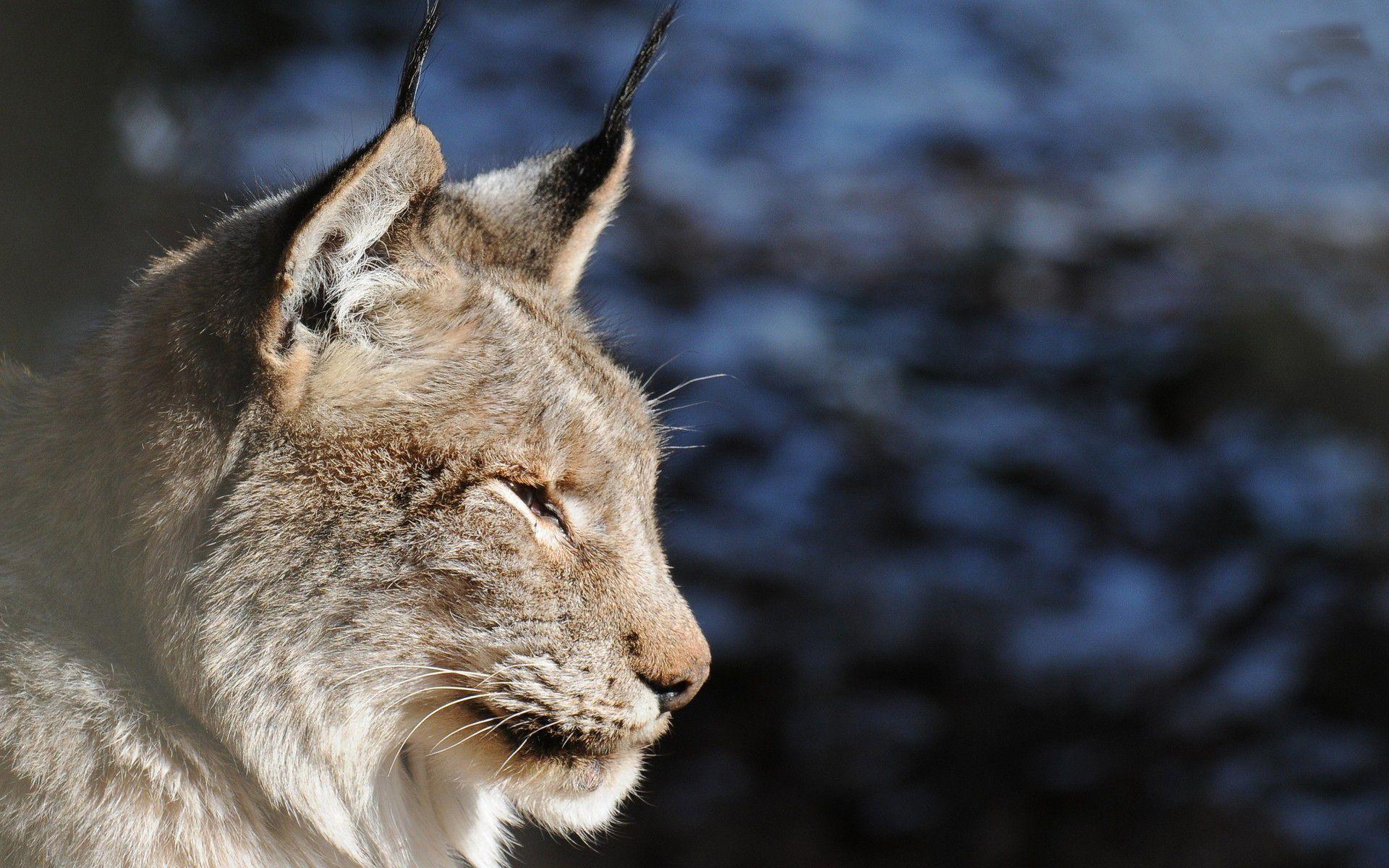 Lynx Wallpapers - Top Free Lynx Backgrounds - WallpaperAccess