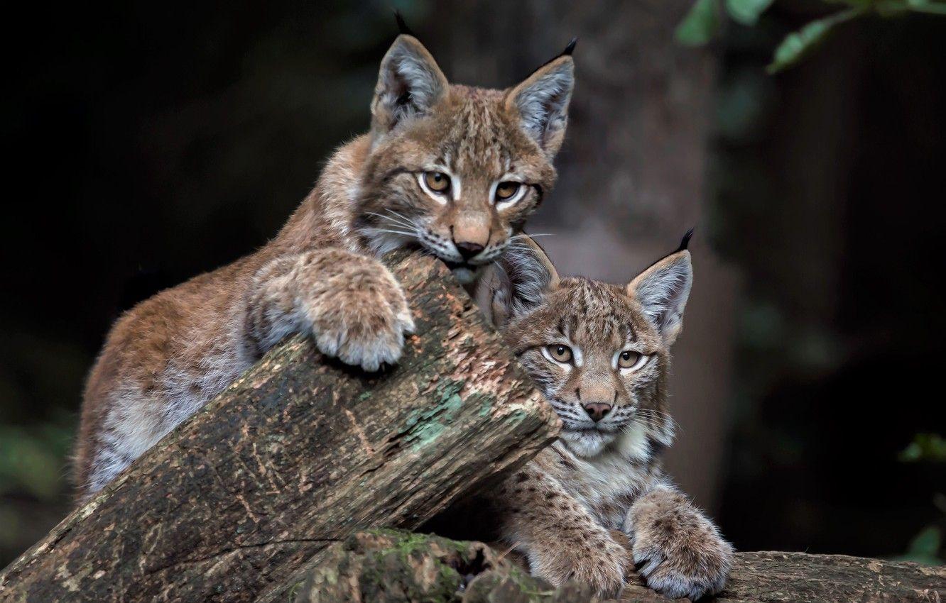 Lynx Wallpapers - Top Free Lynx Backgrounds - WallpaperAccess