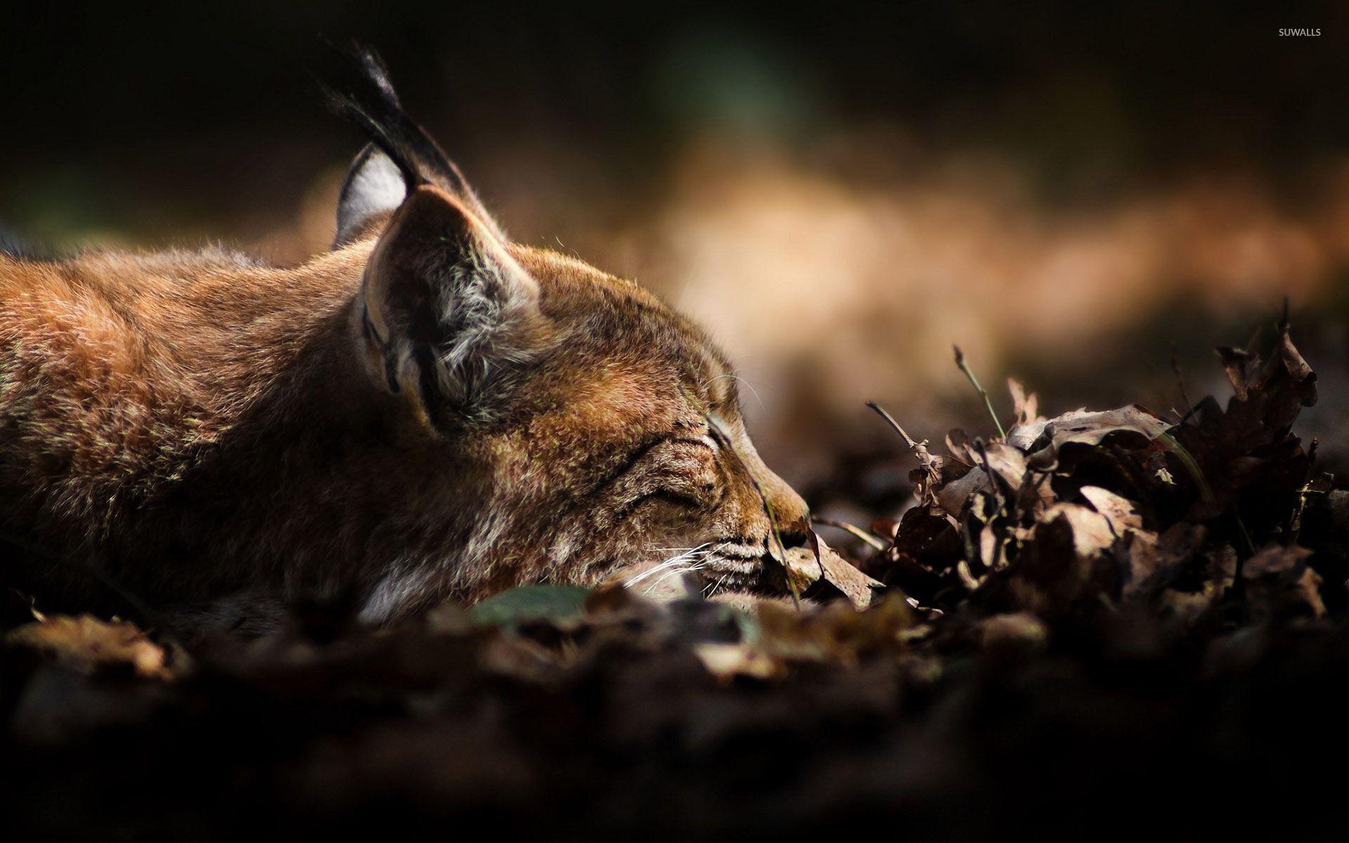 Lynx Wallpapers - Top Free Lynx Backgrounds - WallpaperAccess