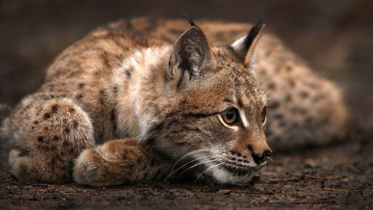 Lynx Wallpapers - Top Free Lynx Backgrounds - WallpaperAccess
