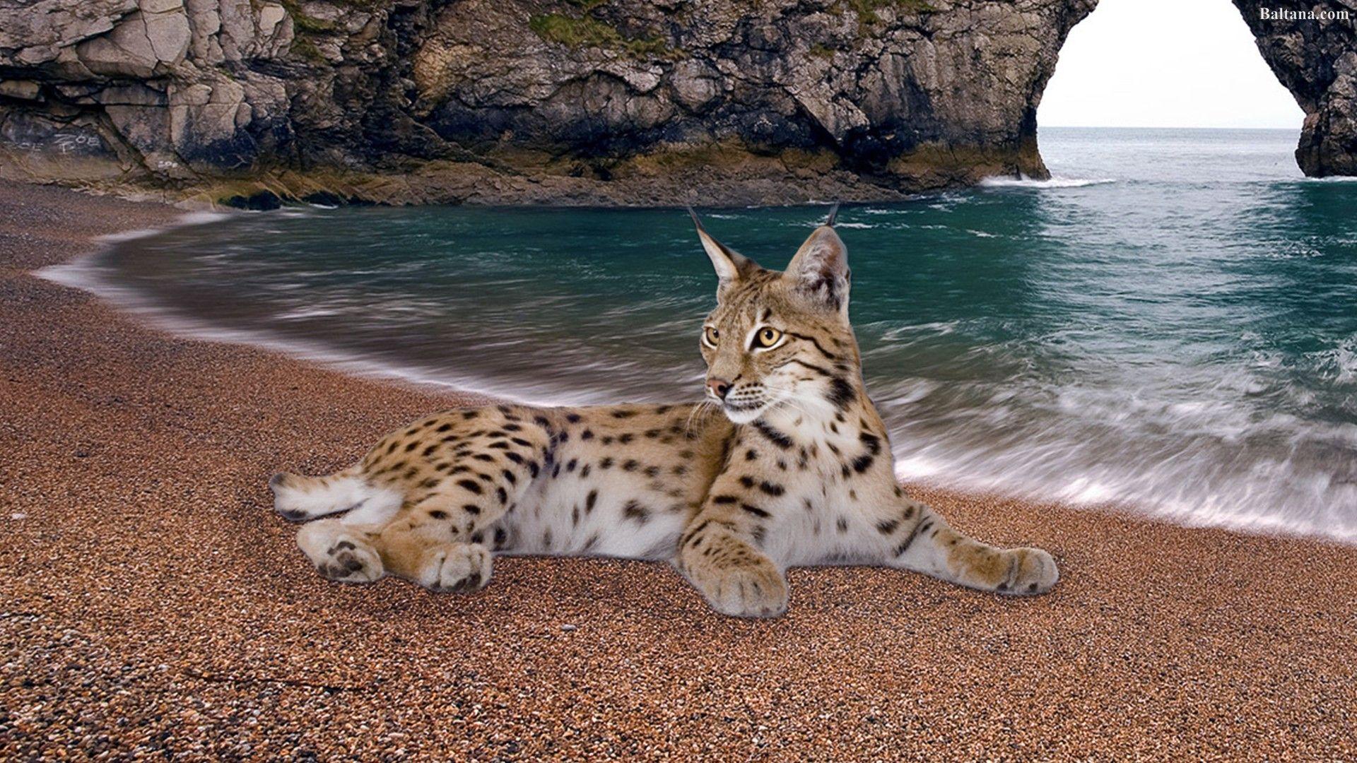 Lynx Wallpapers - Top Free Lynx Backgrounds - WallpaperAccess