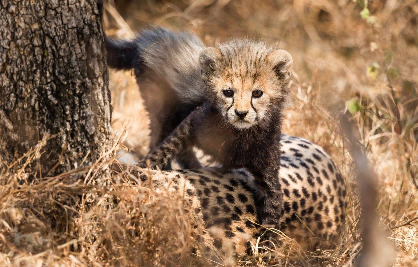 Baby Cheetah Wallpapers - Top Free Baby Cheetah Backgrounds ...