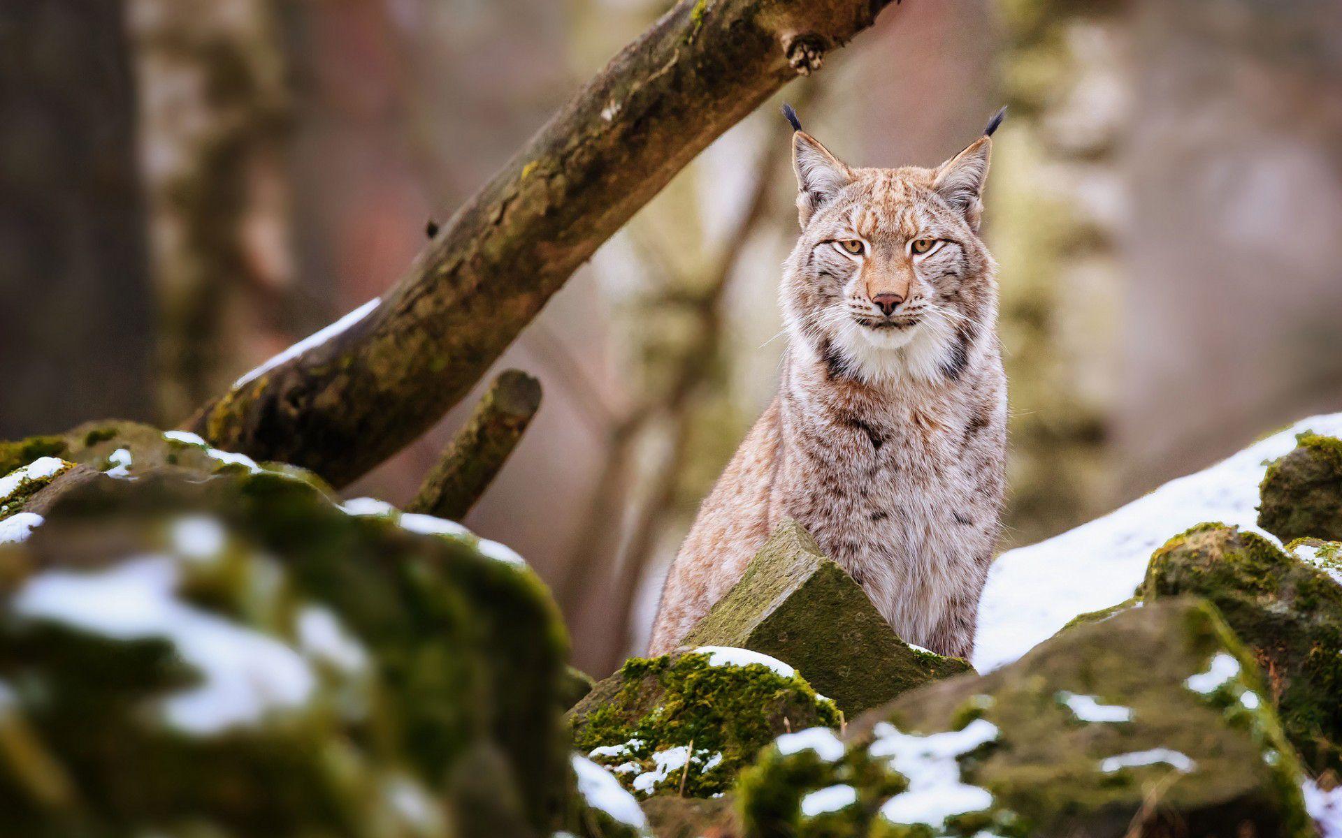 Lynx Desktop Wallpapers - Top Free Lynx Desktop Backgrounds - WallpaperAccess