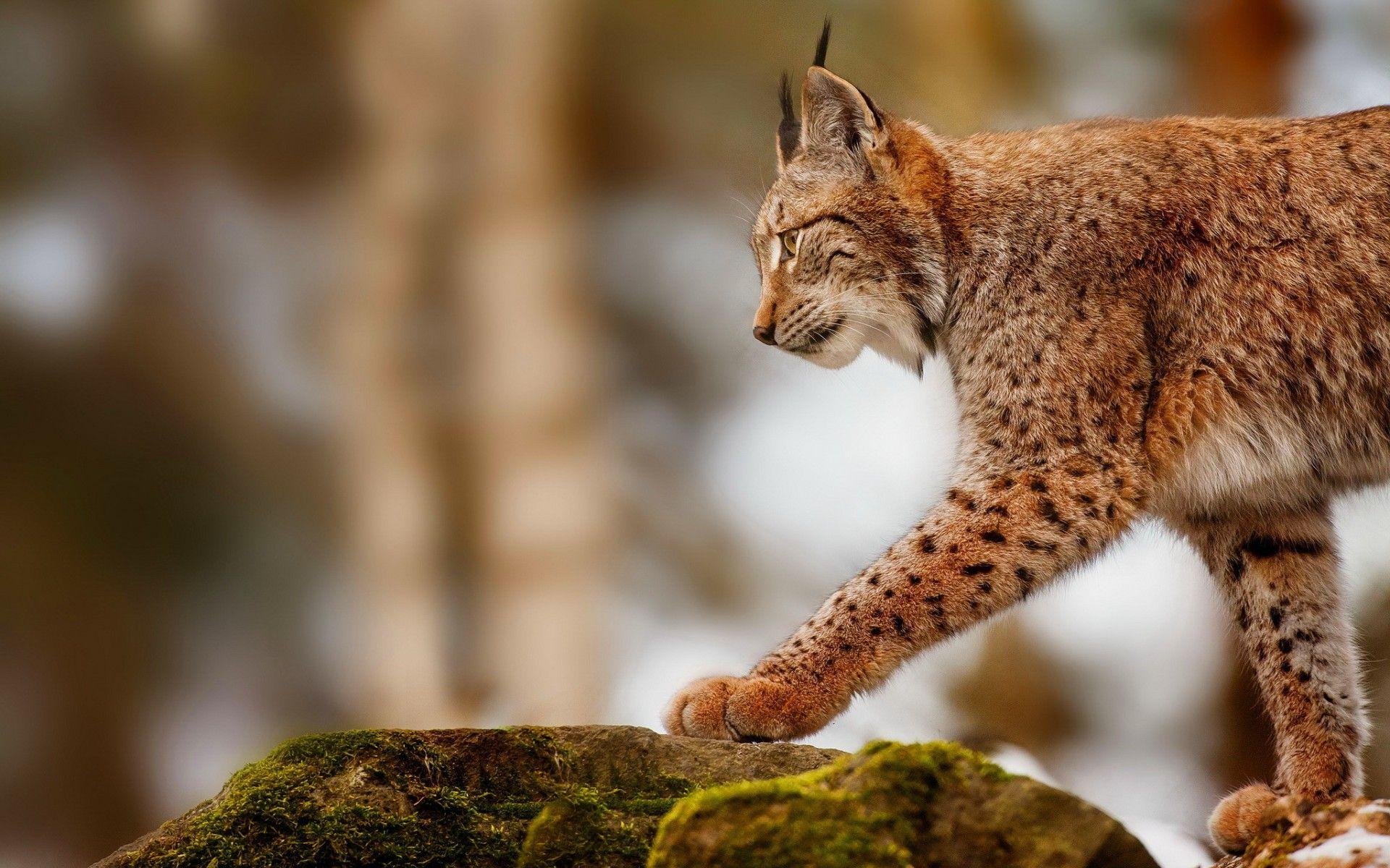 Lynx Wallpapers - Top Free Lynx Backgrounds - WallpaperAccess