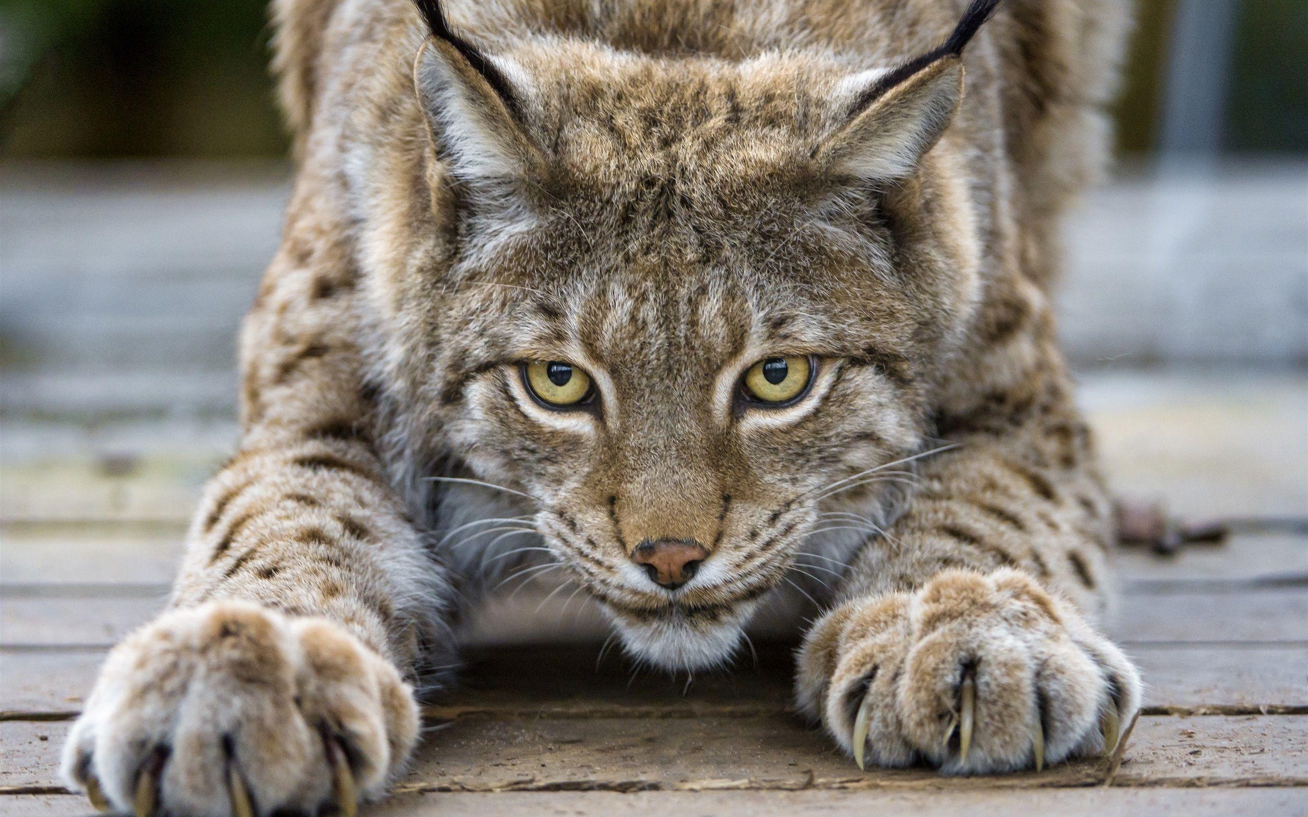 Lynx Wallpapers - Top Free Lynx Backgrounds - WallpaperAccess