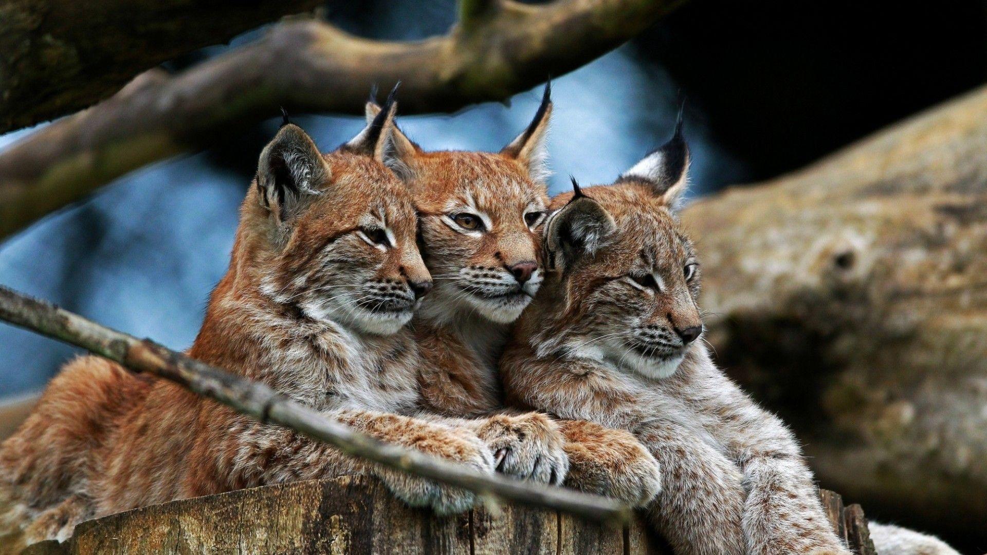 Lynx Wallpapers - Top Free Lynx Backgrounds - WallpaperAccess