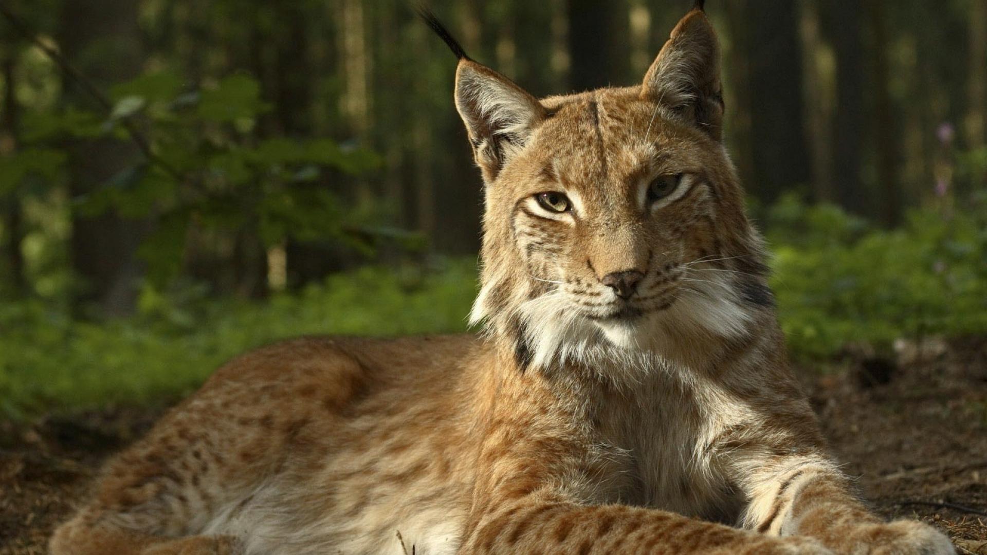 Lynx Wallpapers - Top Free Lynx Backgrounds - WallpaperAccess