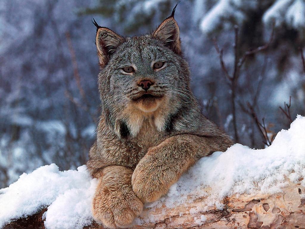 Lynx Wallpapers - Top Free Lynx Backgrounds - WallpaperAccess