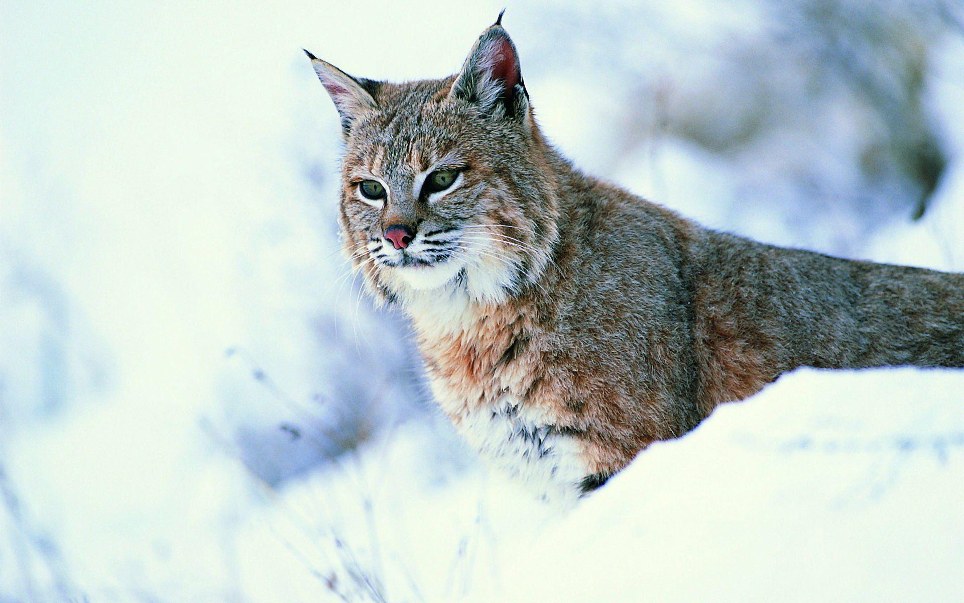 Lynx Wallpapers - Top Free Lynx Backgrounds - WallpaperAccess