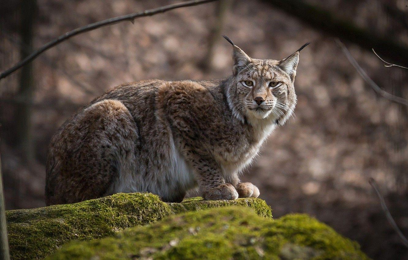 Lynx Desktop Wallpapers - Top Free Lynx Desktop Backgrounds ...
