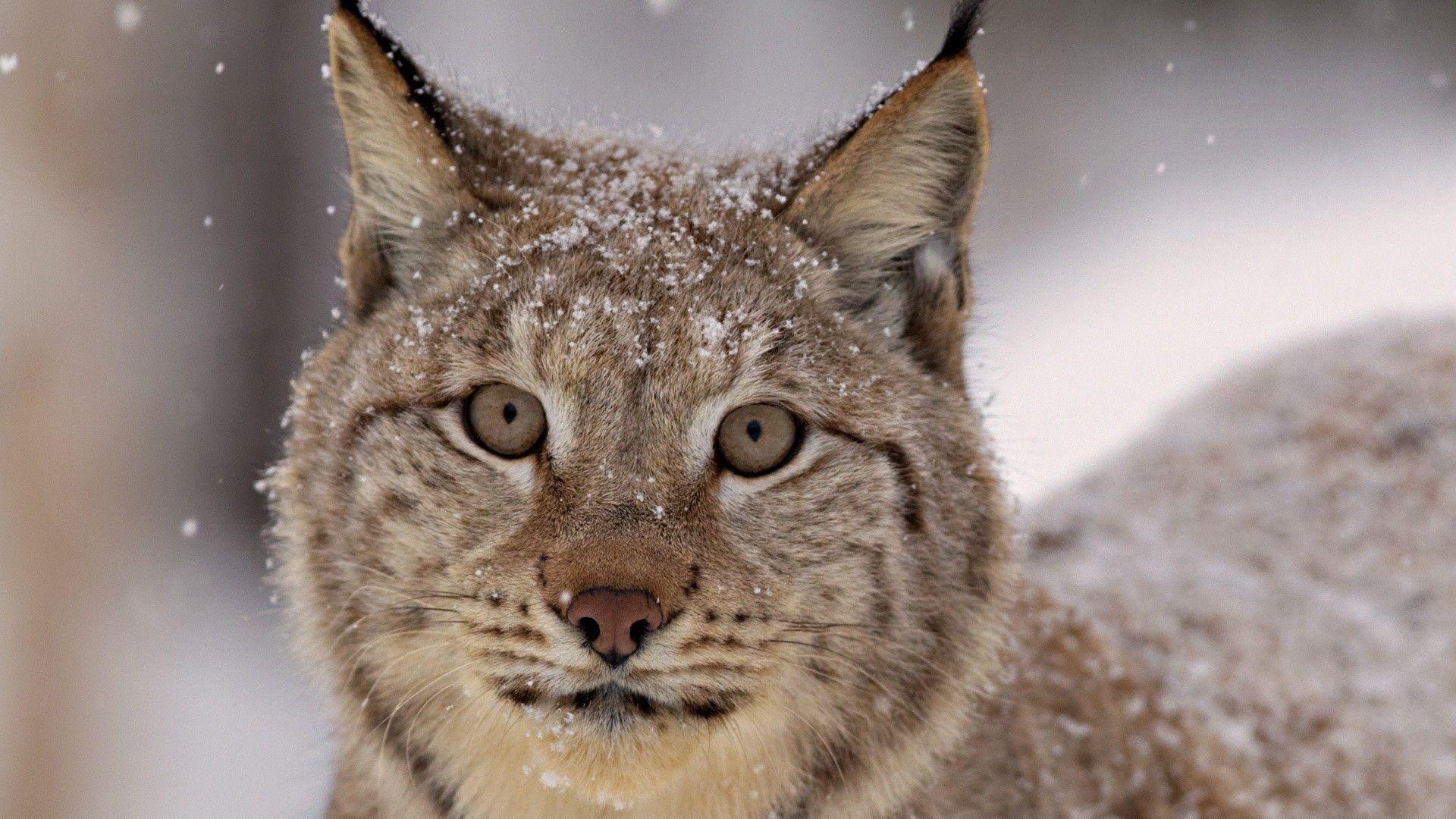 Lynx Wallpapers - Top Free Lynx Backgrounds - WallpaperAccess