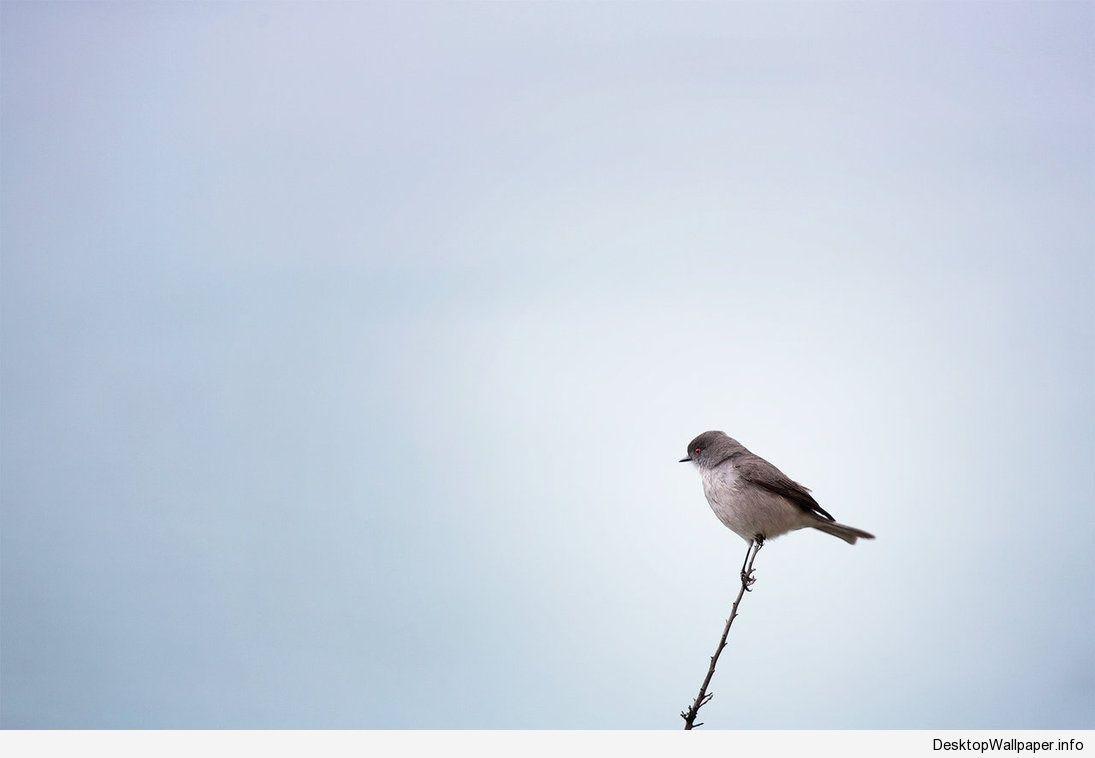 Minimalist Bird Wallpapers - Top Free Minimalist Bird Backgrounds ...