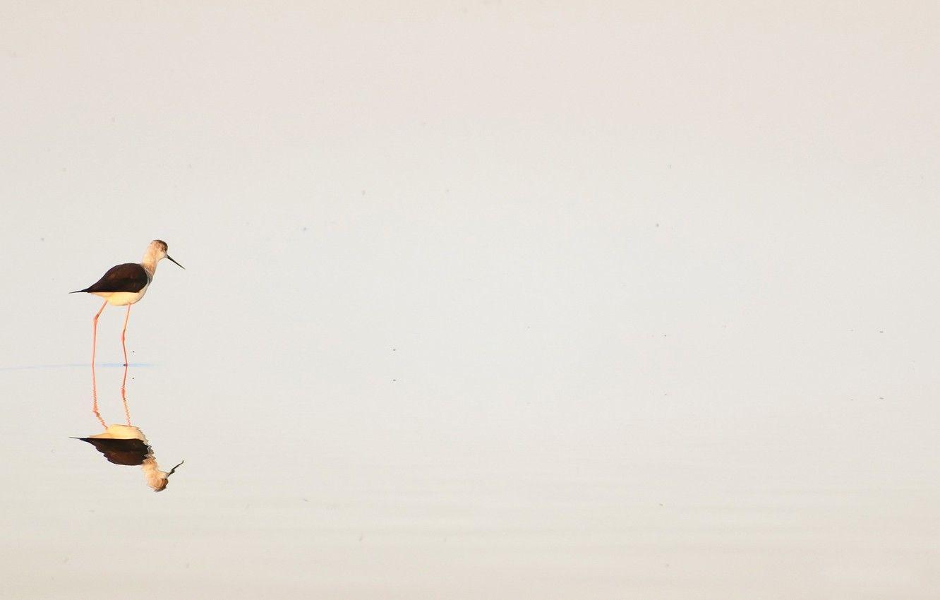 Minimalist Bird Wallpapers - Top Free Minimalist Bird Backgrounds ...