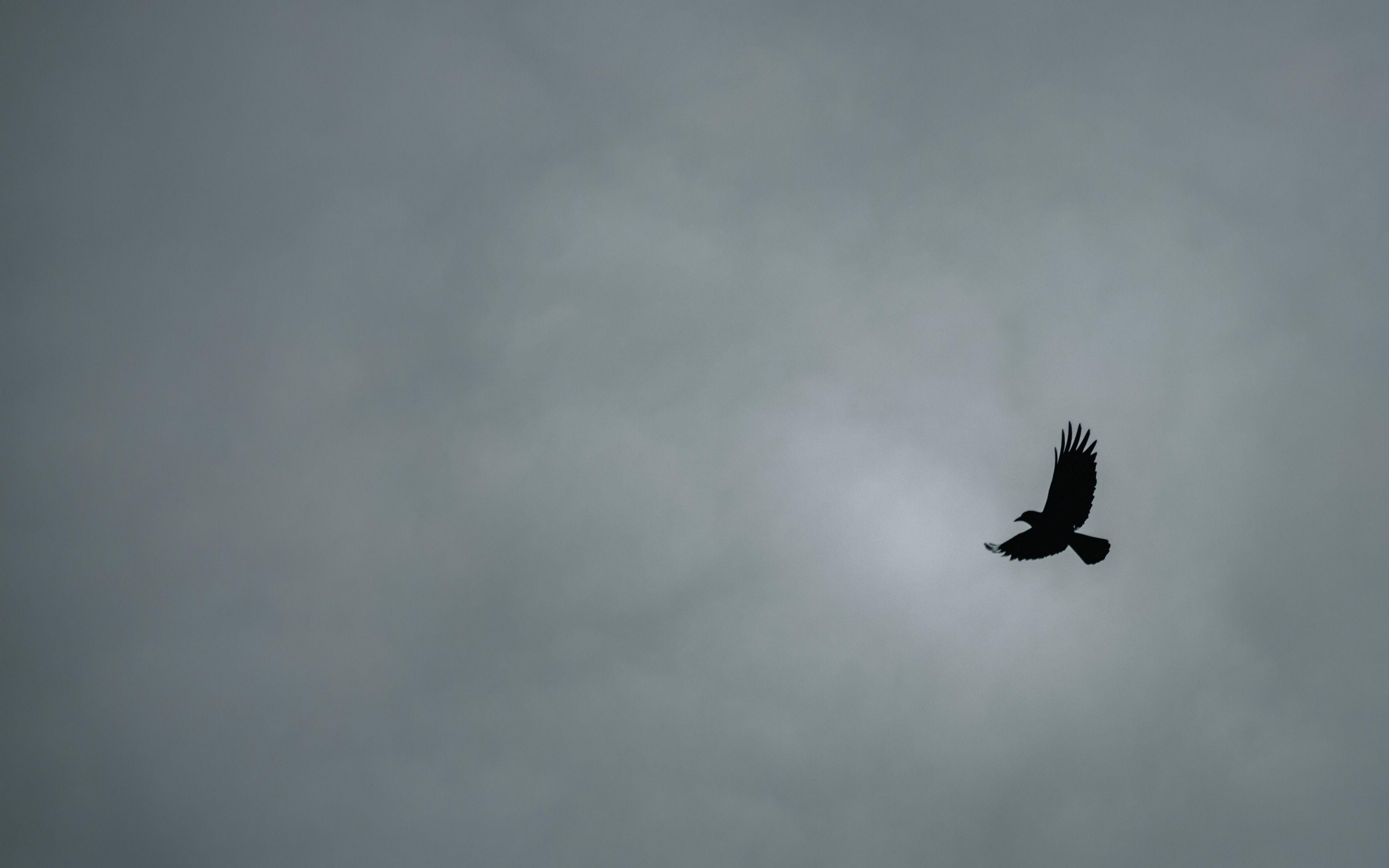 Minimalist Bird Wallpapers - Top Free Minimalist Bird Backgrounds ...