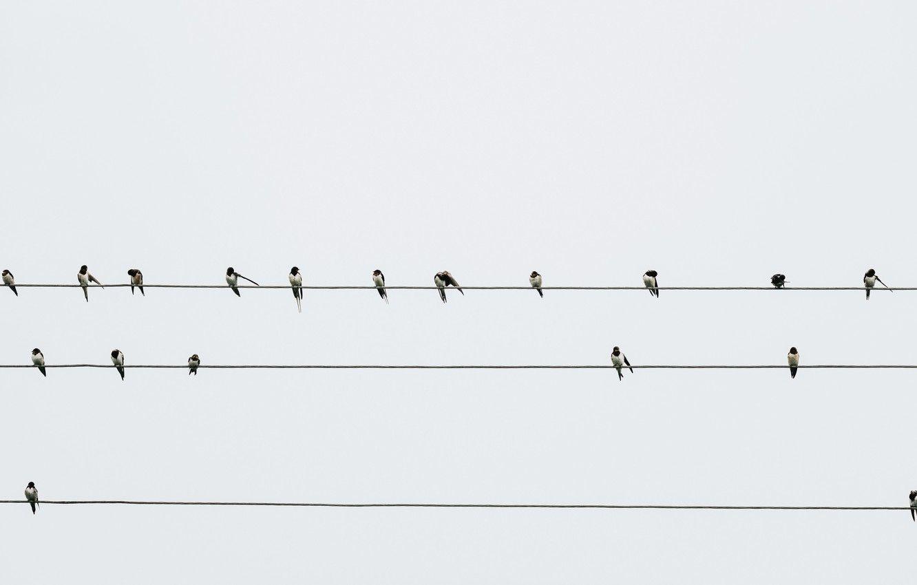 Minimalist Bird Wallpapers - Top Free Minimalist Bird Backgrounds ...