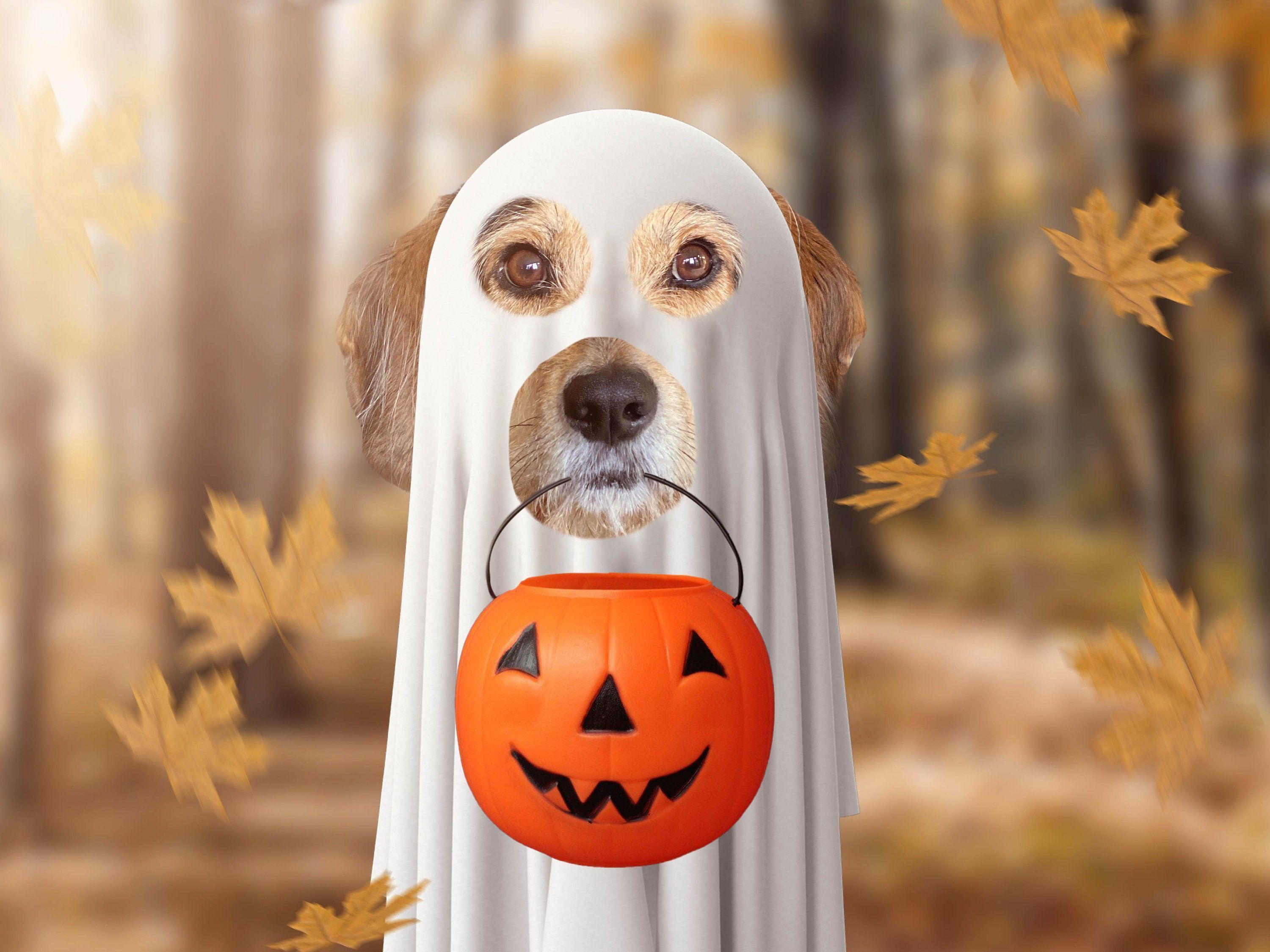 Ghost Dog Wallpapers - Top Free Ghost Dog Backgrounds - WallpaperAccess