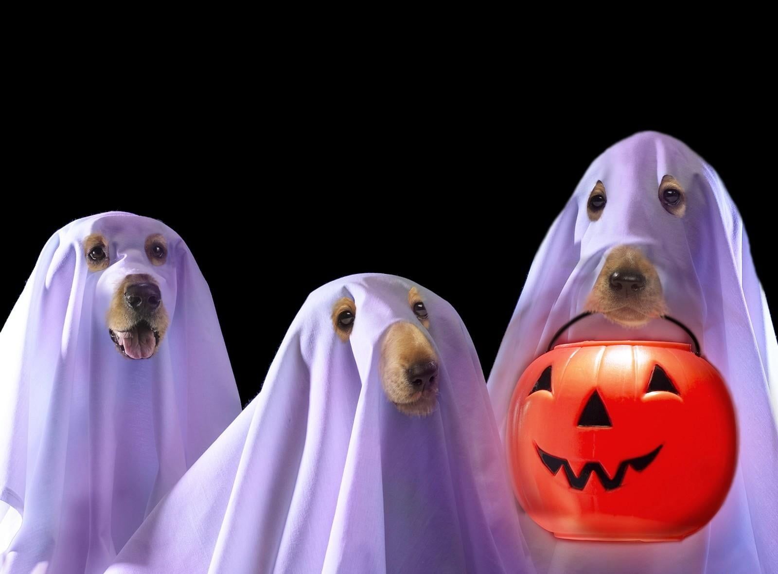 Ghost Dog Wallpapers - Top Free Ghost Dog Backgrounds - WallpaperAccess