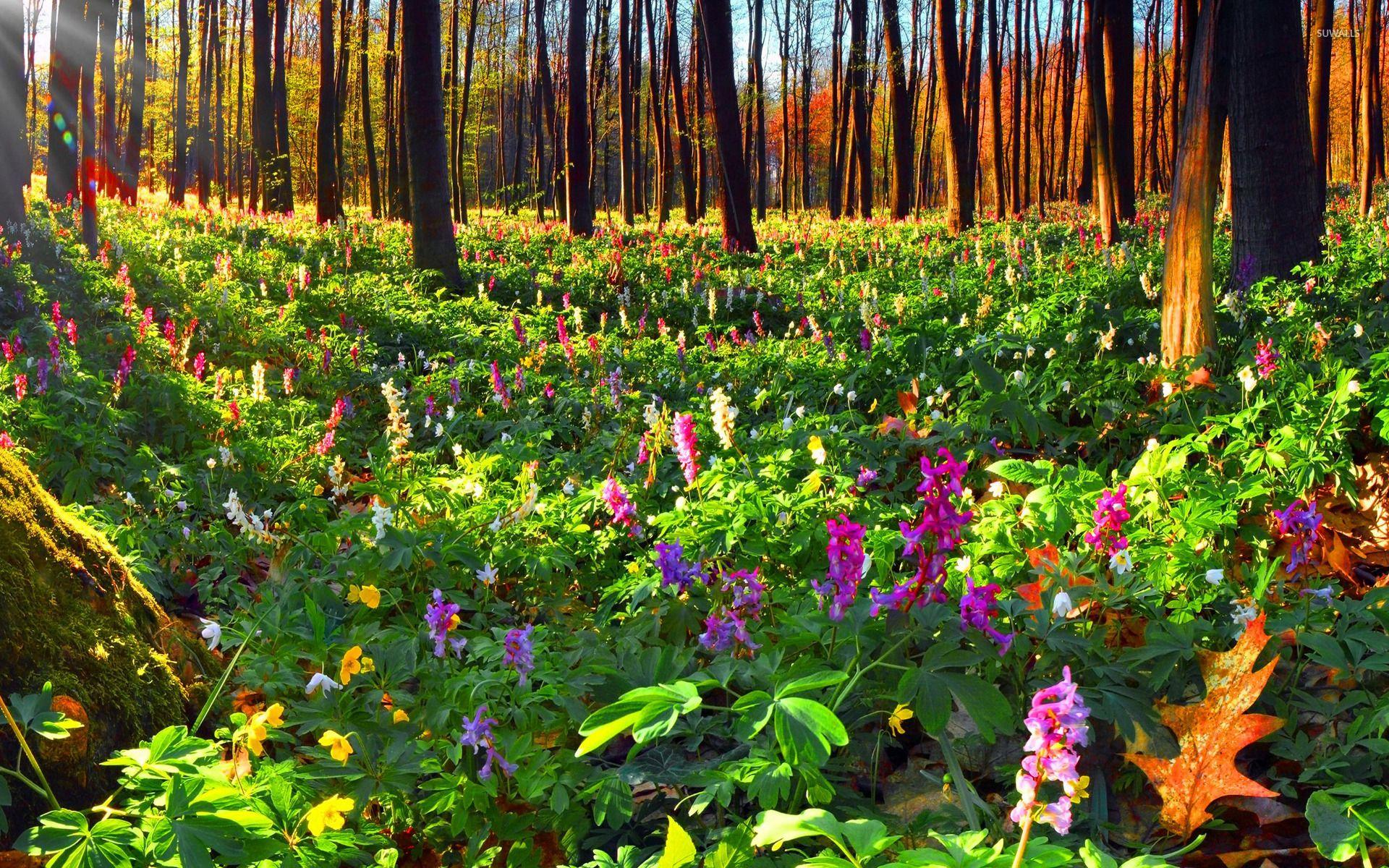 Forest Flowers Wallpapers - Top Free Forest Flowers Backgrounds ...