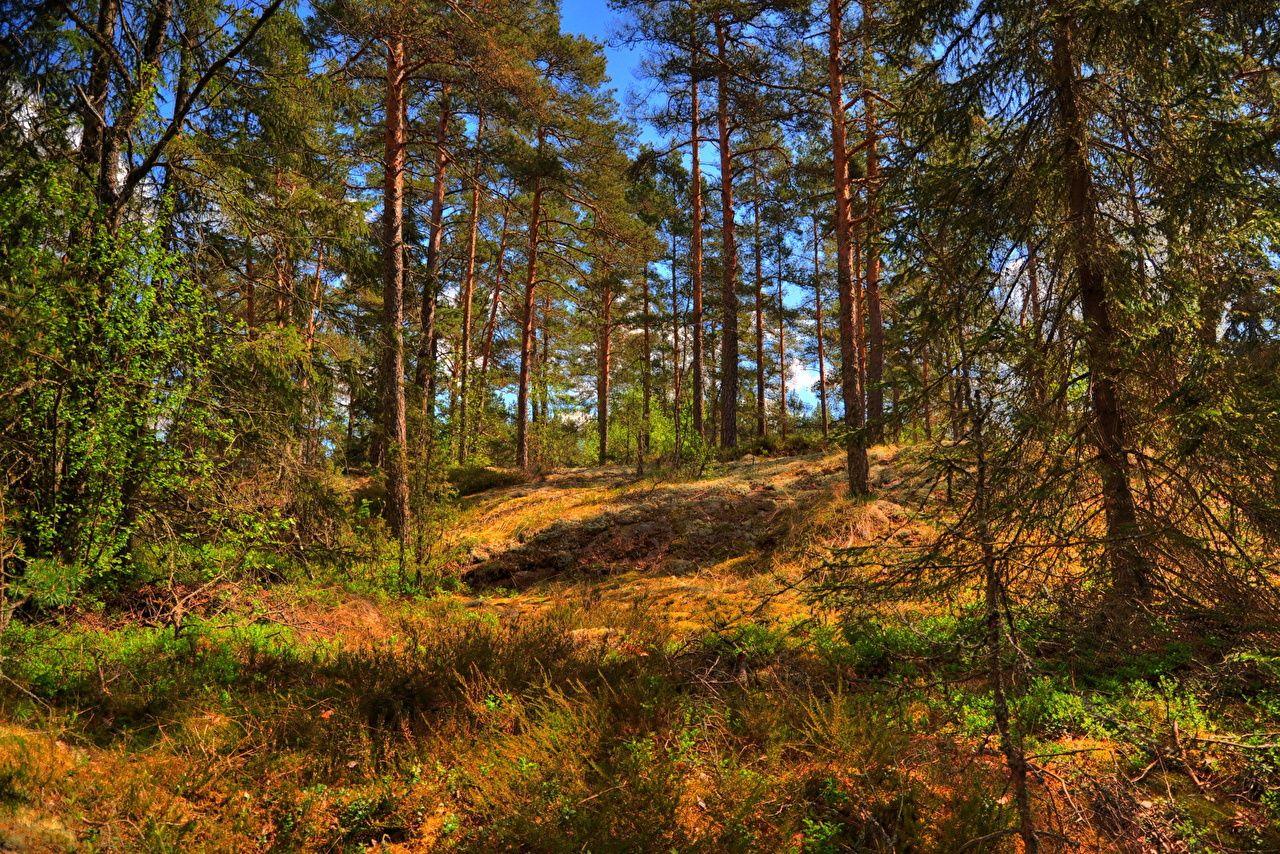 Summer Forest Wallpapers - Top Free Summer Forest Backgrounds ...