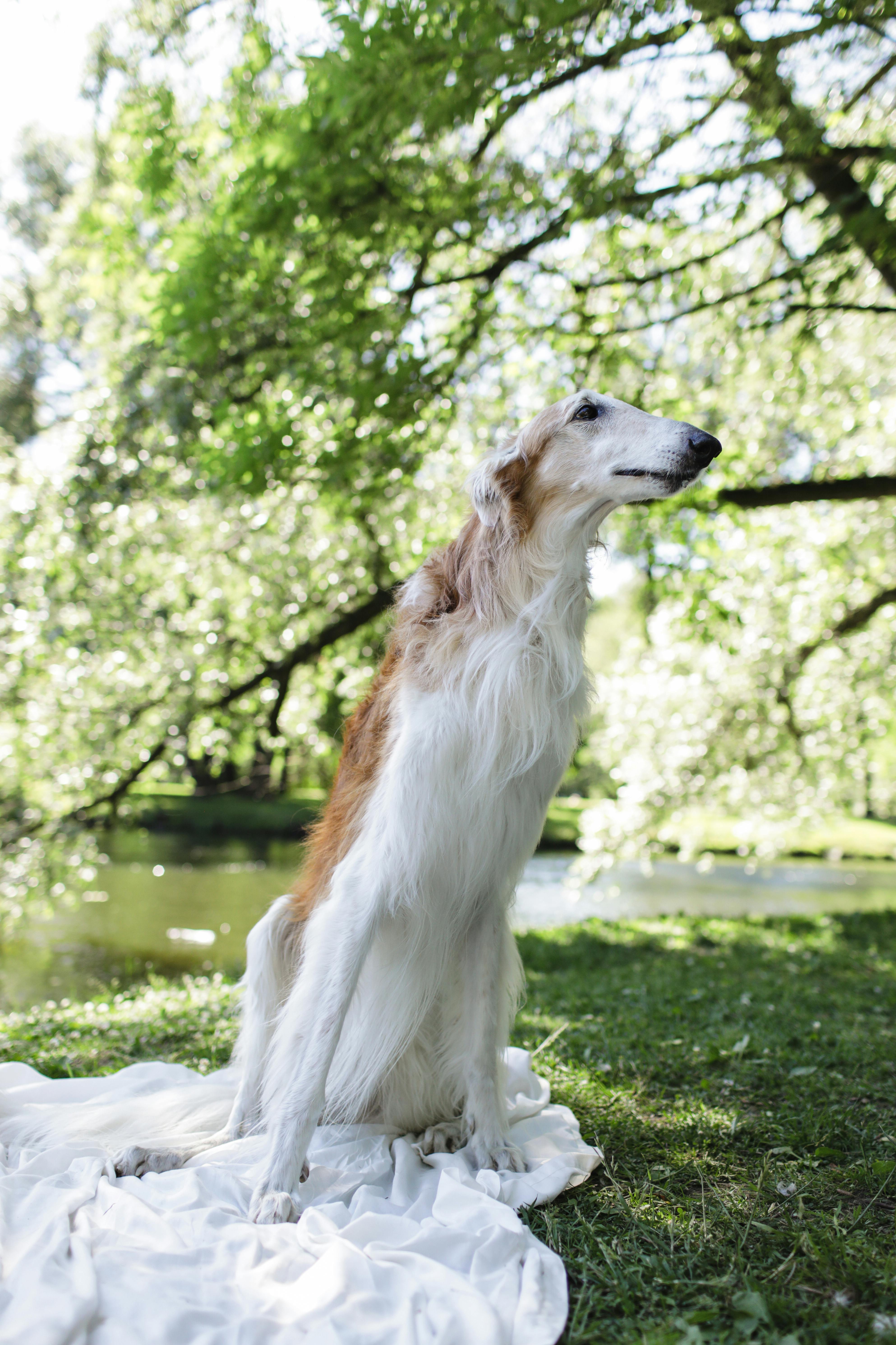 Borzoi Wallpapers - Top Free Borzoi Backgrounds - WallpaperAccess