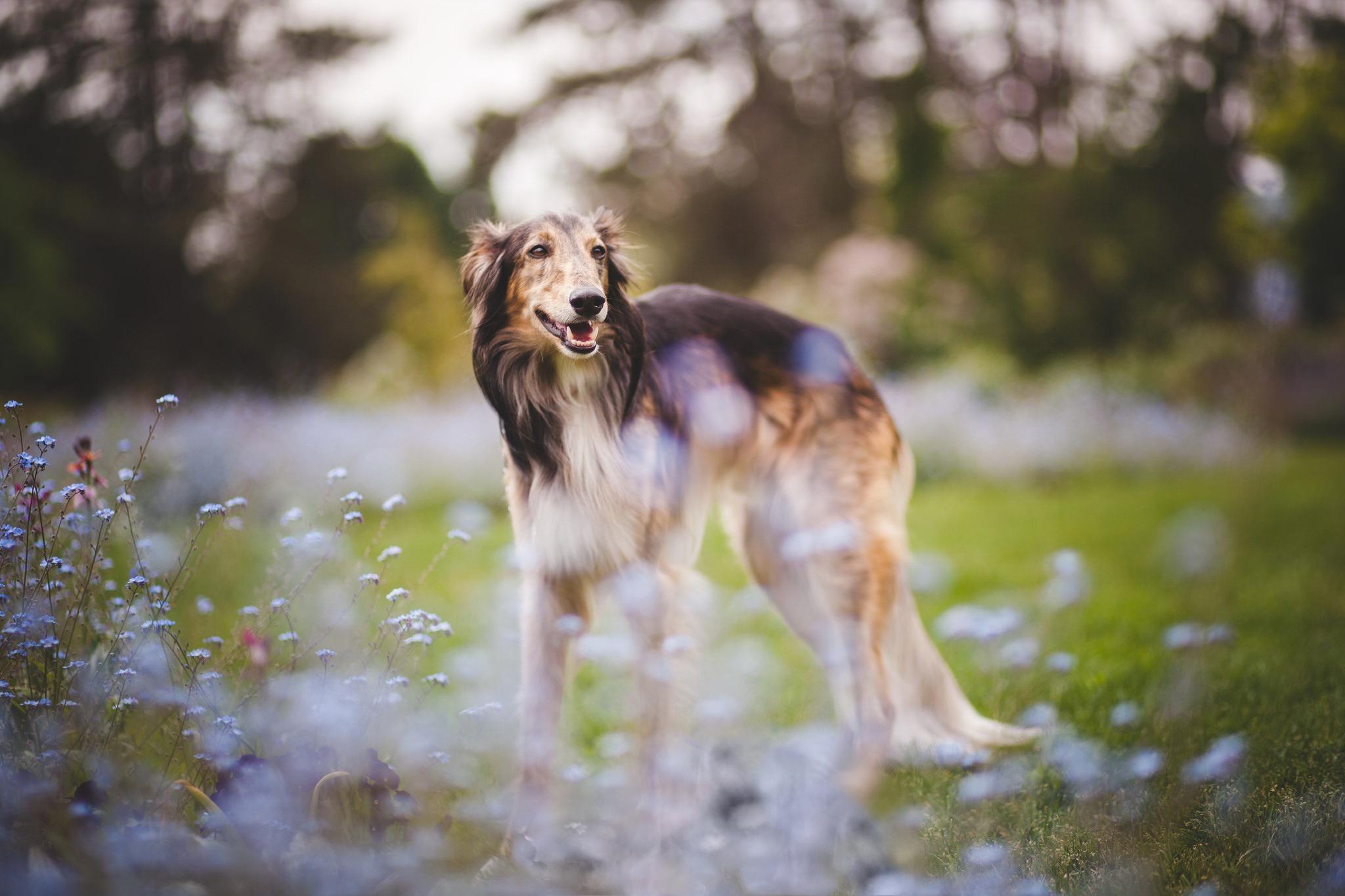 Borzoi Wallpapers - Top Free Borzoi Backgrounds - WallpaperAccess