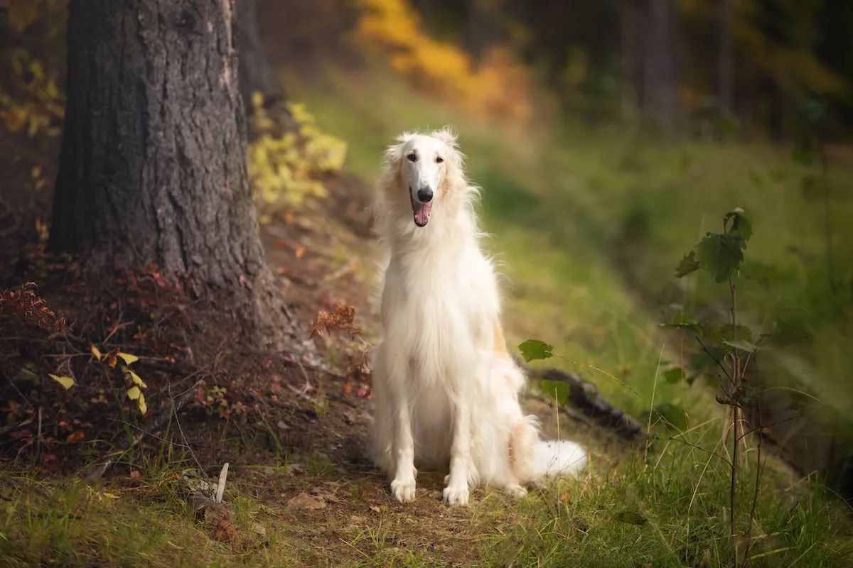 Borzoi Wallpapers - Top Free Borzoi Backgrounds - WallpaperAccess