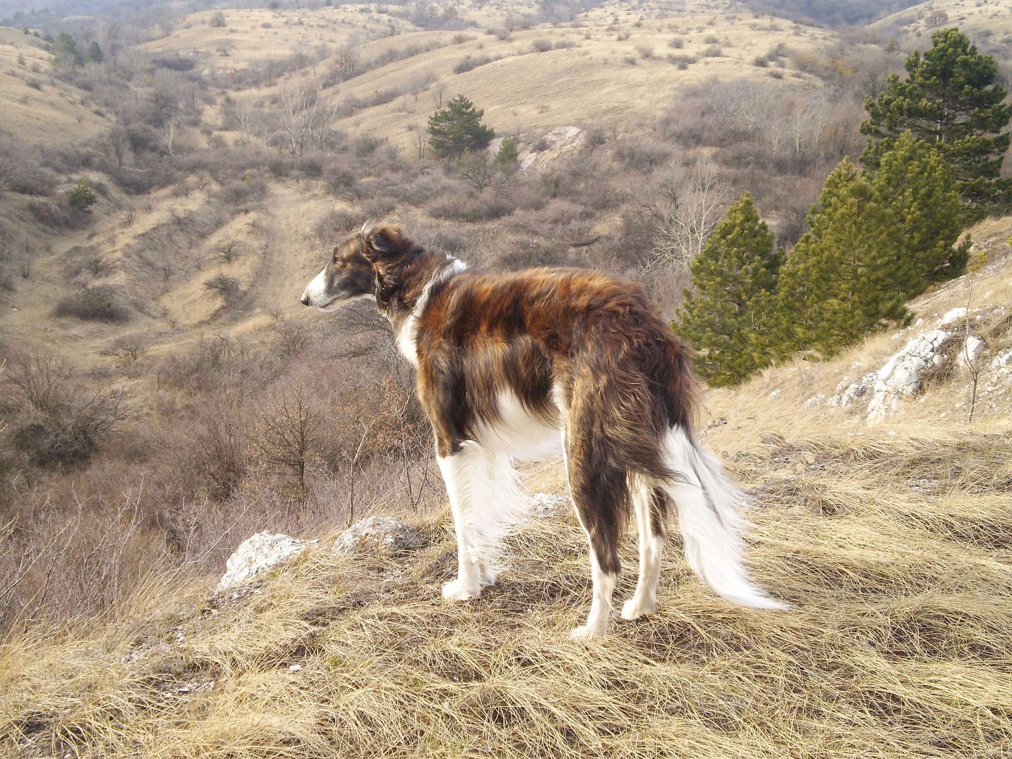 Borzoi Wallpapers - Top Free Borzoi Backgrounds - WallpaperAccess