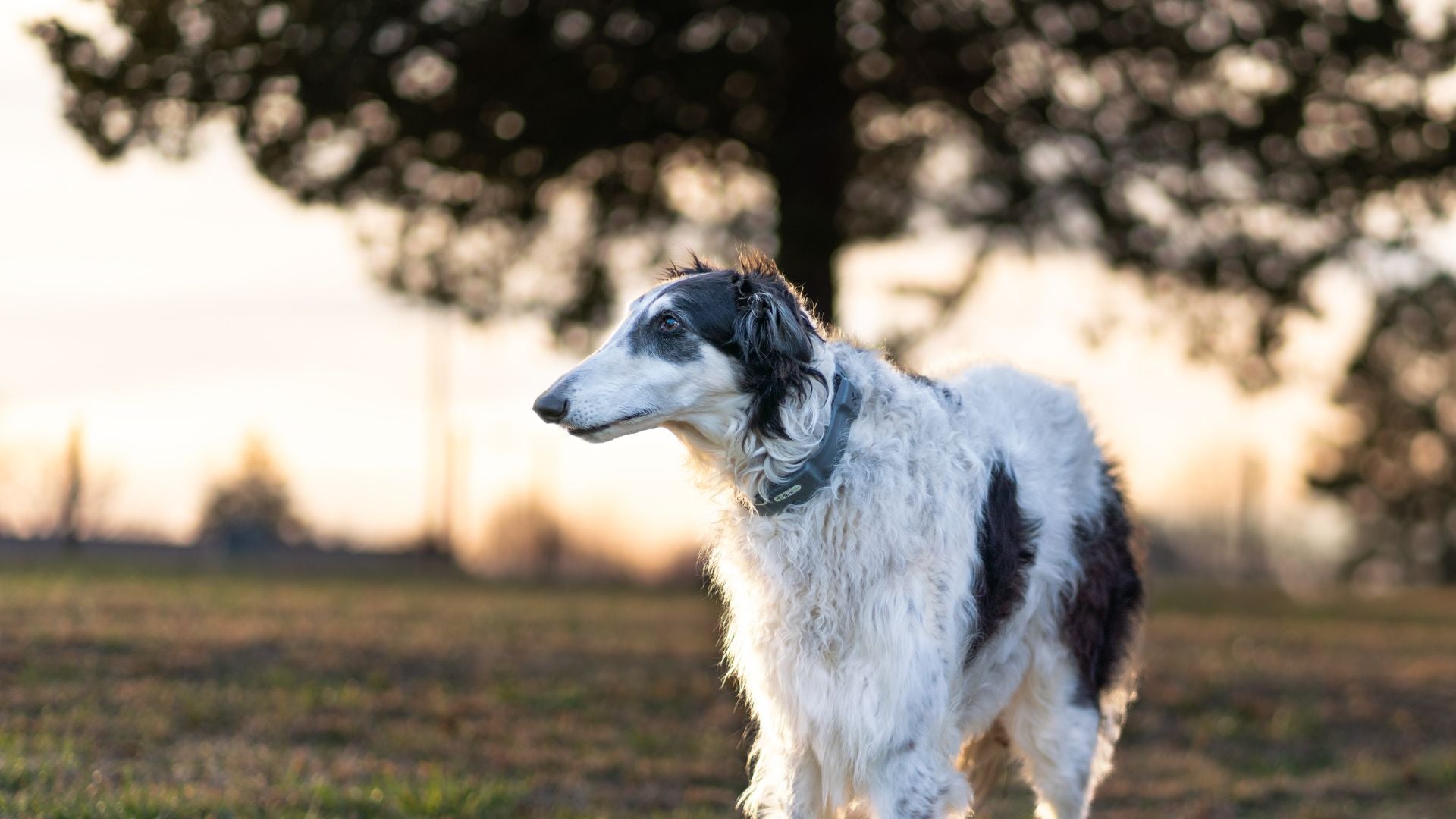 Borzoi Wallpapers - Top Free Borzoi Backgrounds - WallpaperAccess