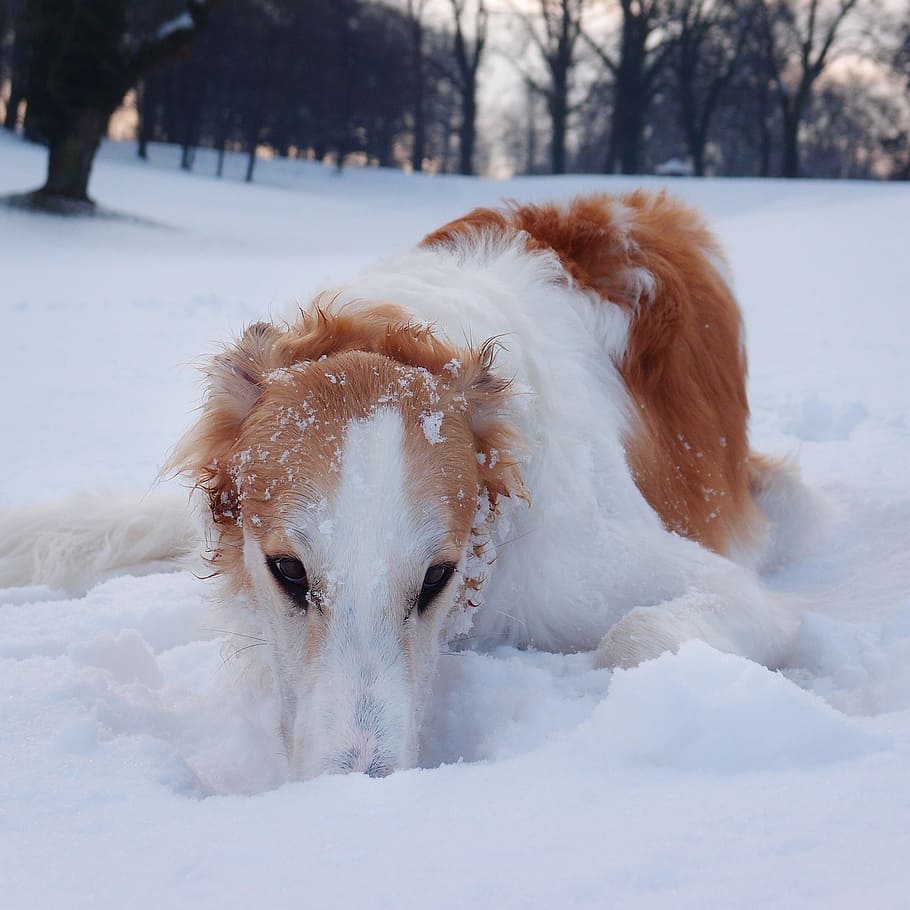 Borzoi Wallpapers - Top Free Borzoi Backgrounds - WallpaperAccess