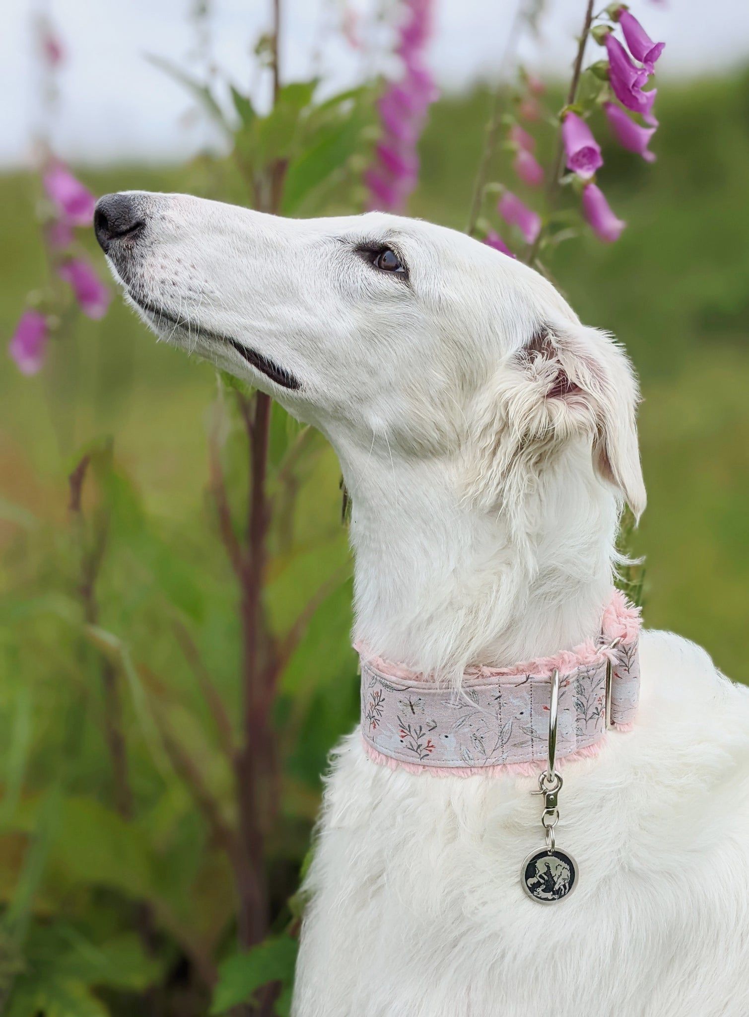 Borzoi Wallpapers - Top Free Borzoi Backgrounds - WallpaperAccess