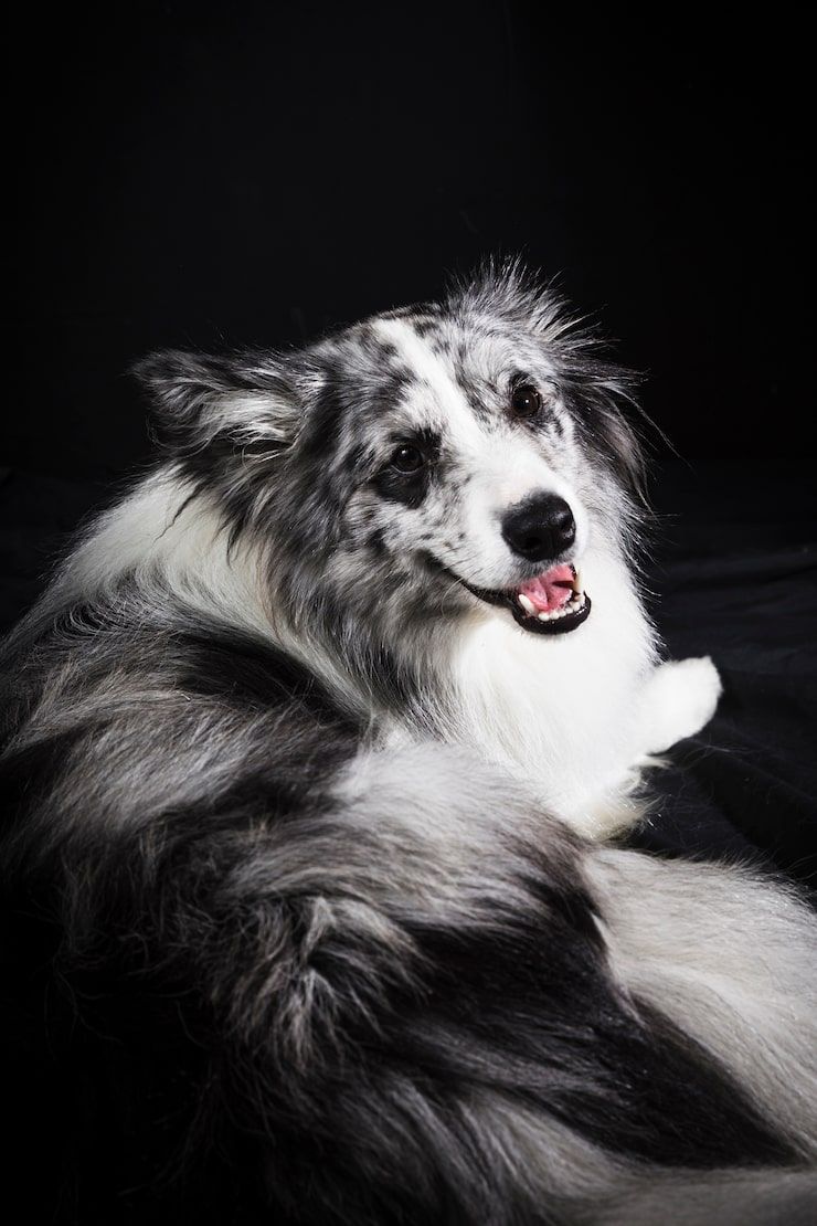 Borzoi Wallpapers - Top Free Borzoi Backgrounds - WallpaperAccess