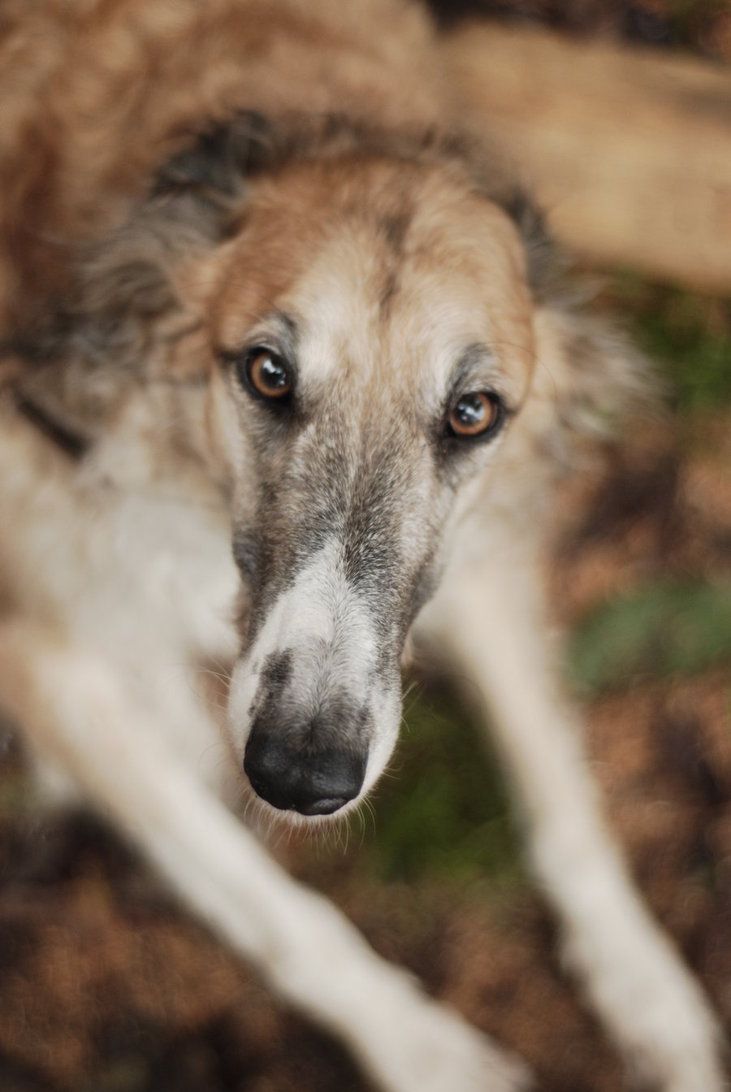 Borzoi Wallpapers - Top Free Borzoi Backgrounds - WallpaperAccess
