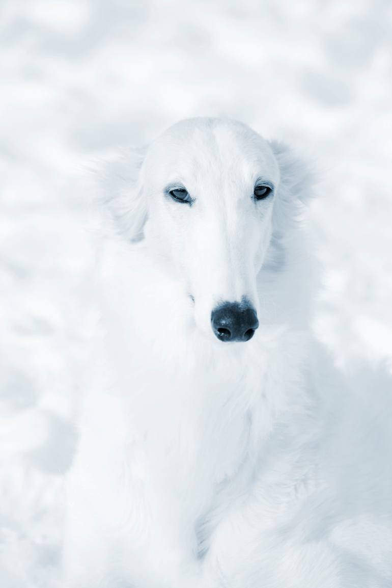Borzoi Wallpapers - Top Free Borzoi Backgrounds - WallpaperAccess