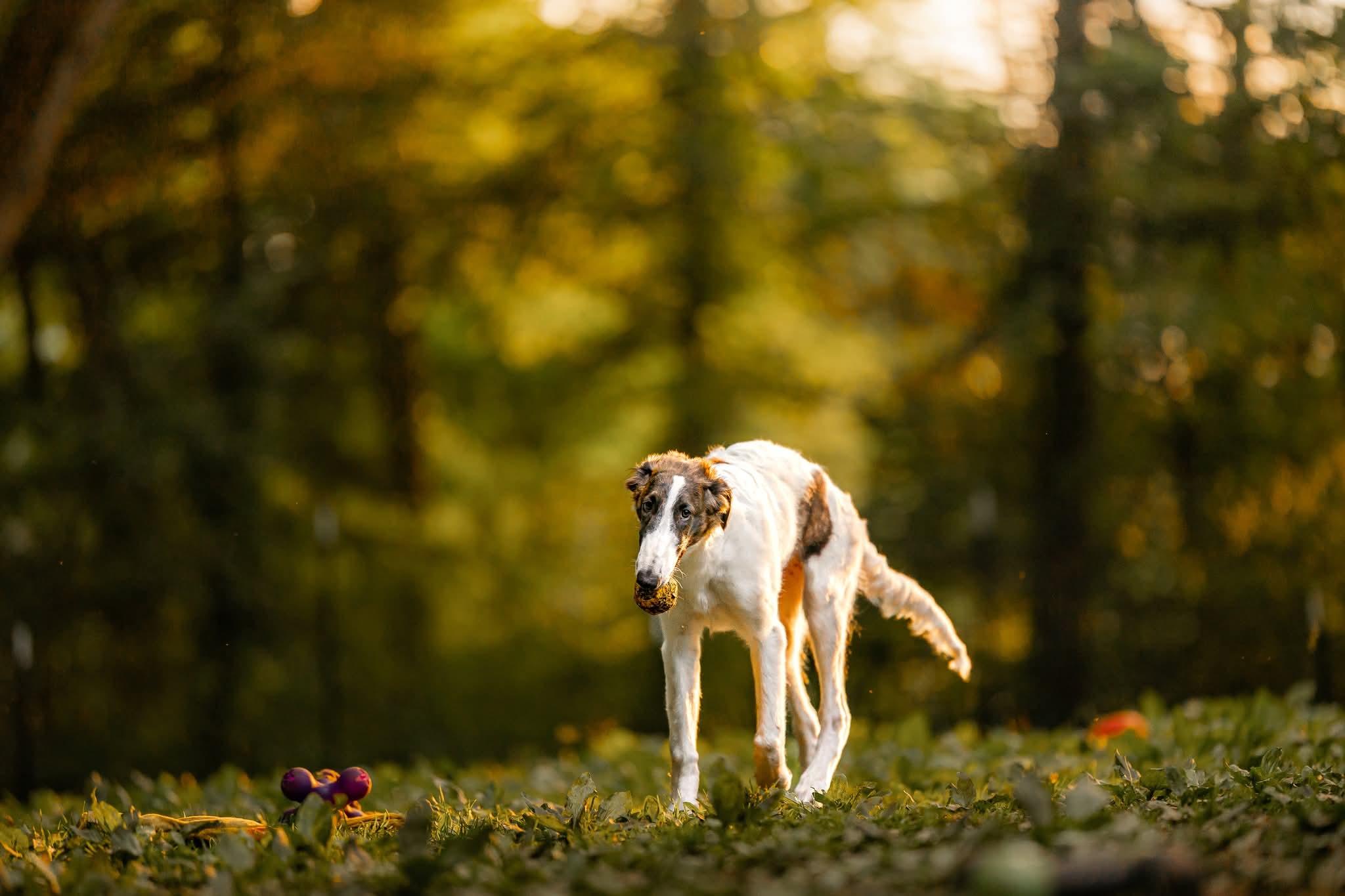 Borzoi Wallpapers - Top Free Borzoi Backgrounds - WallpaperAccess