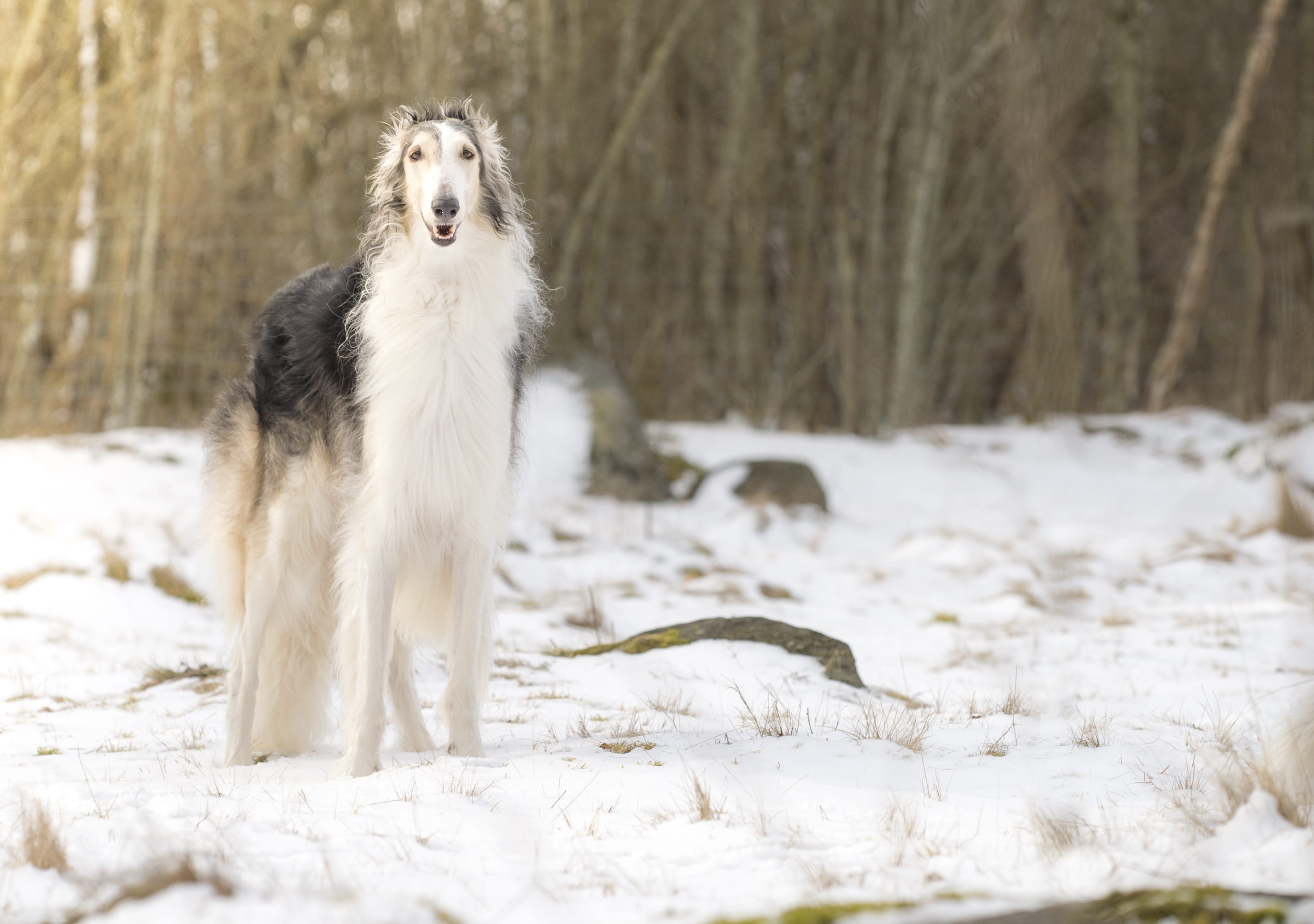Borzoi Wallpapers - Top Free Borzoi Backgrounds - WallpaperAccess