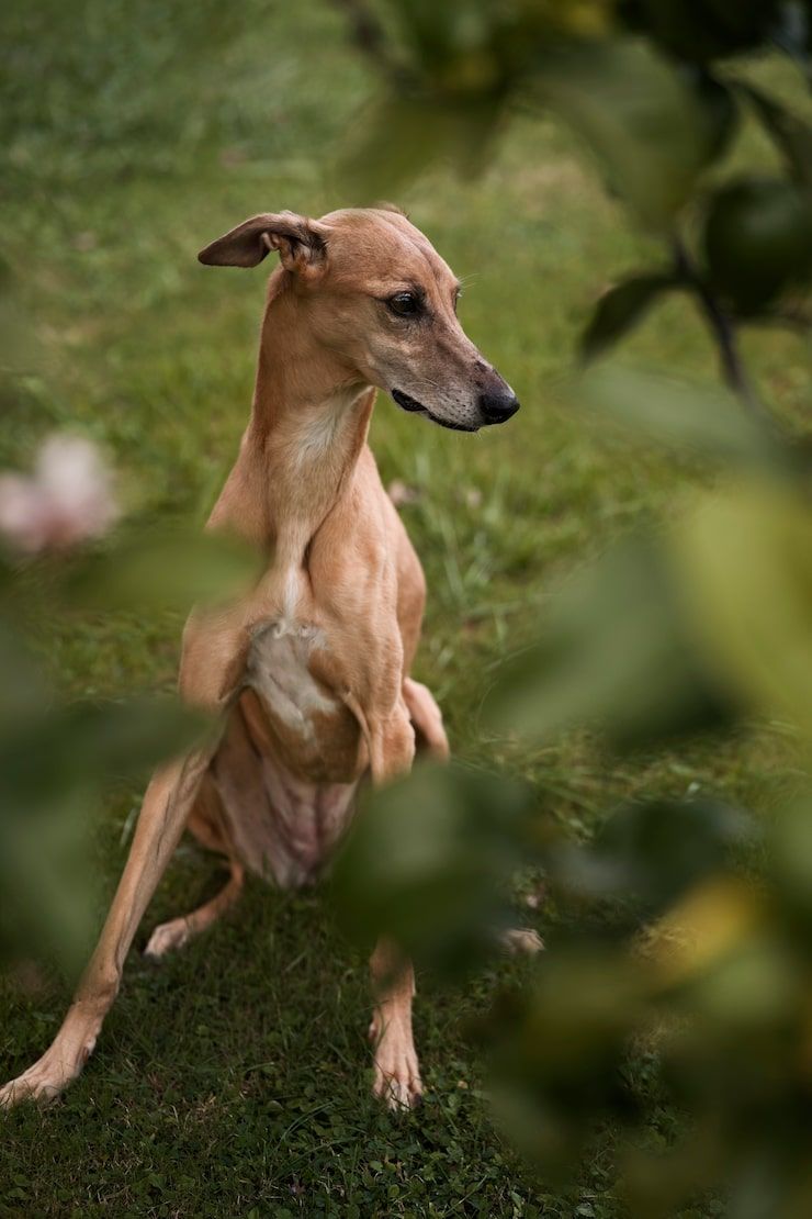 Borzoi Wallpapers - Top Free Borzoi Backgrounds - WallpaperAccess