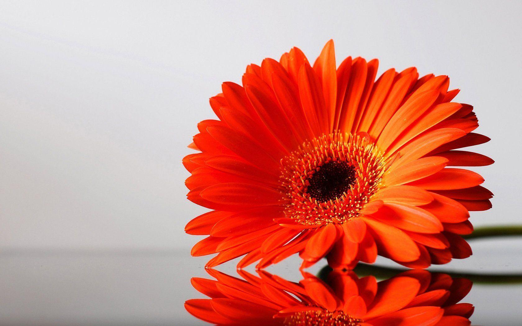 Orange Flower Wallpapers - Top Free Orange Flower Backgrounds ...