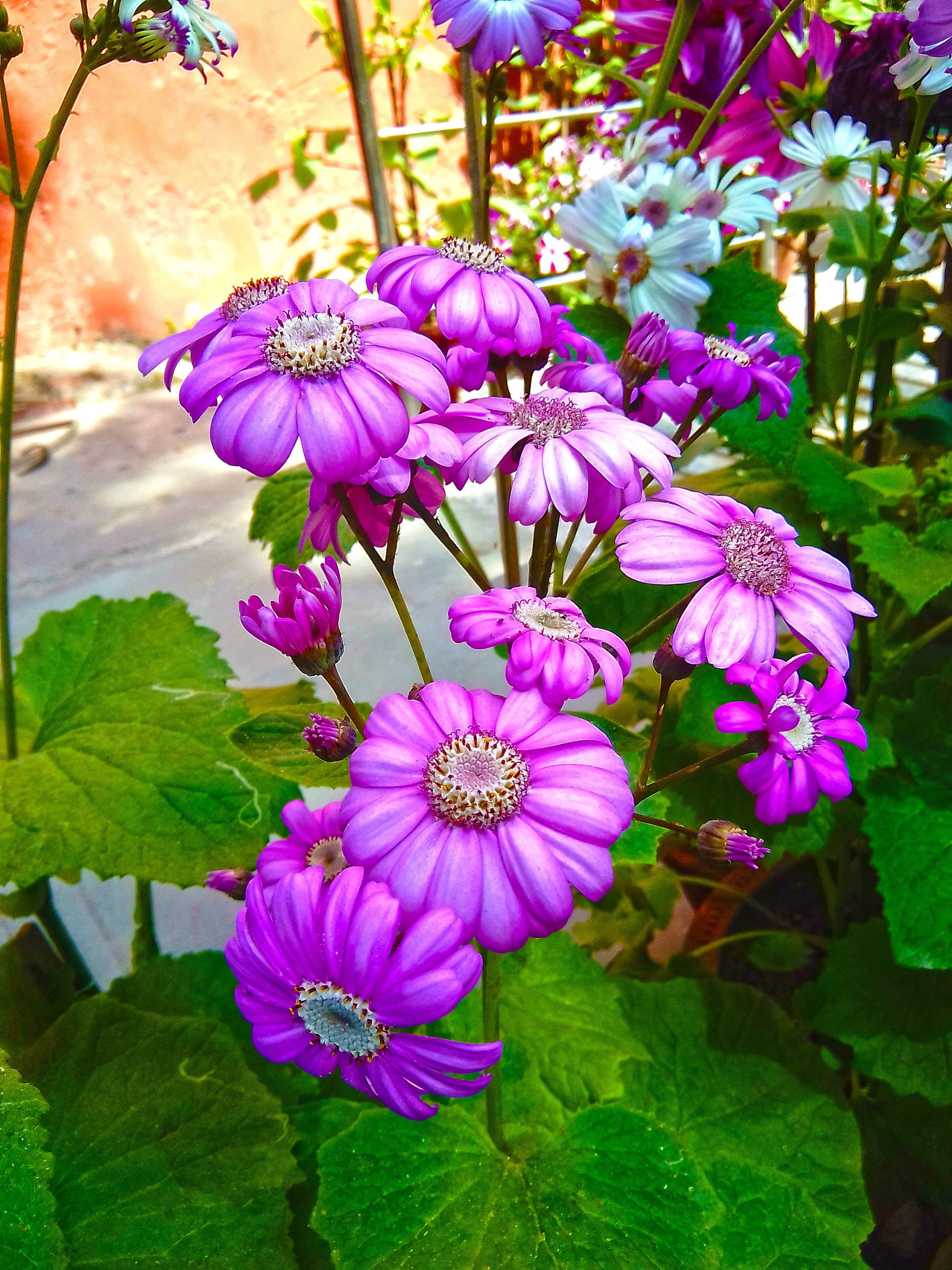 HD Flower Wallpapers - Top Free HD Flower Backgrounds - WallpaperAccess