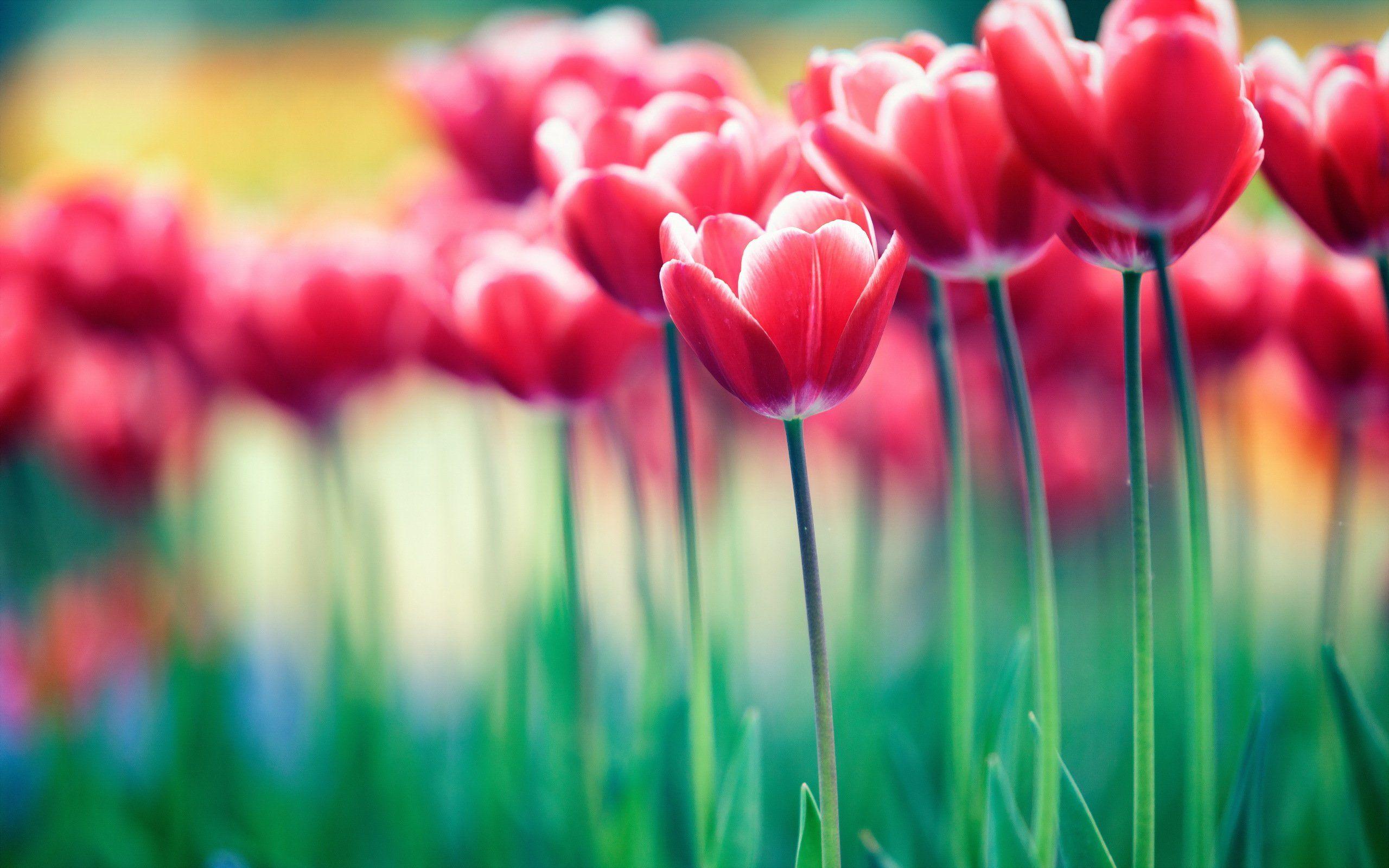 Tulip Flower Wallpapers - Top Free Tulip Flower Backgrounds ...