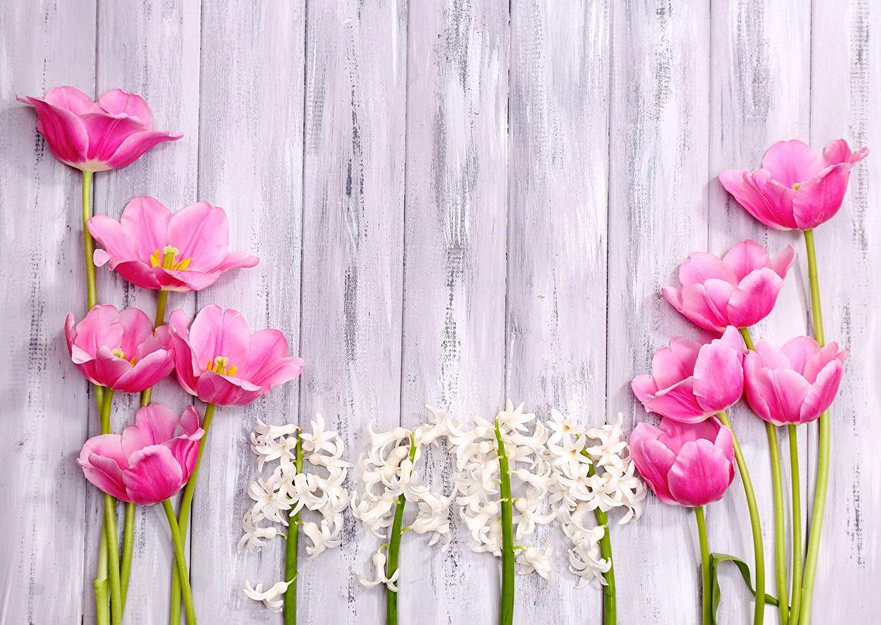 Tulip Flower Wallpapers - Top Free Tulip Flower Backgrounds ...