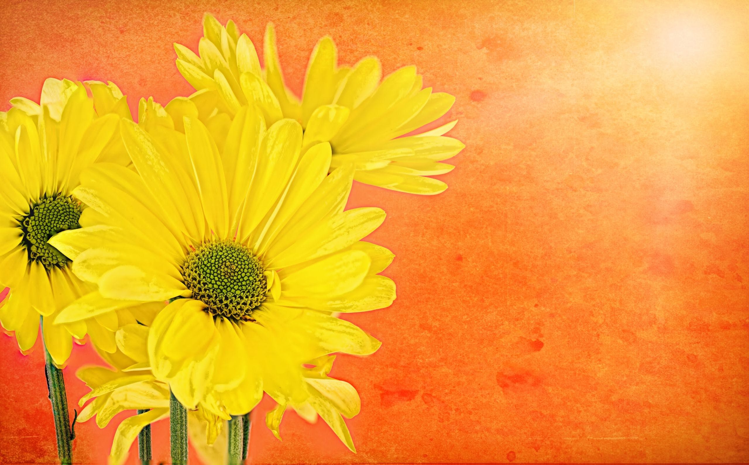 Orange Flower Wallpapers - Top Free Orange Flower Backgrounds ...