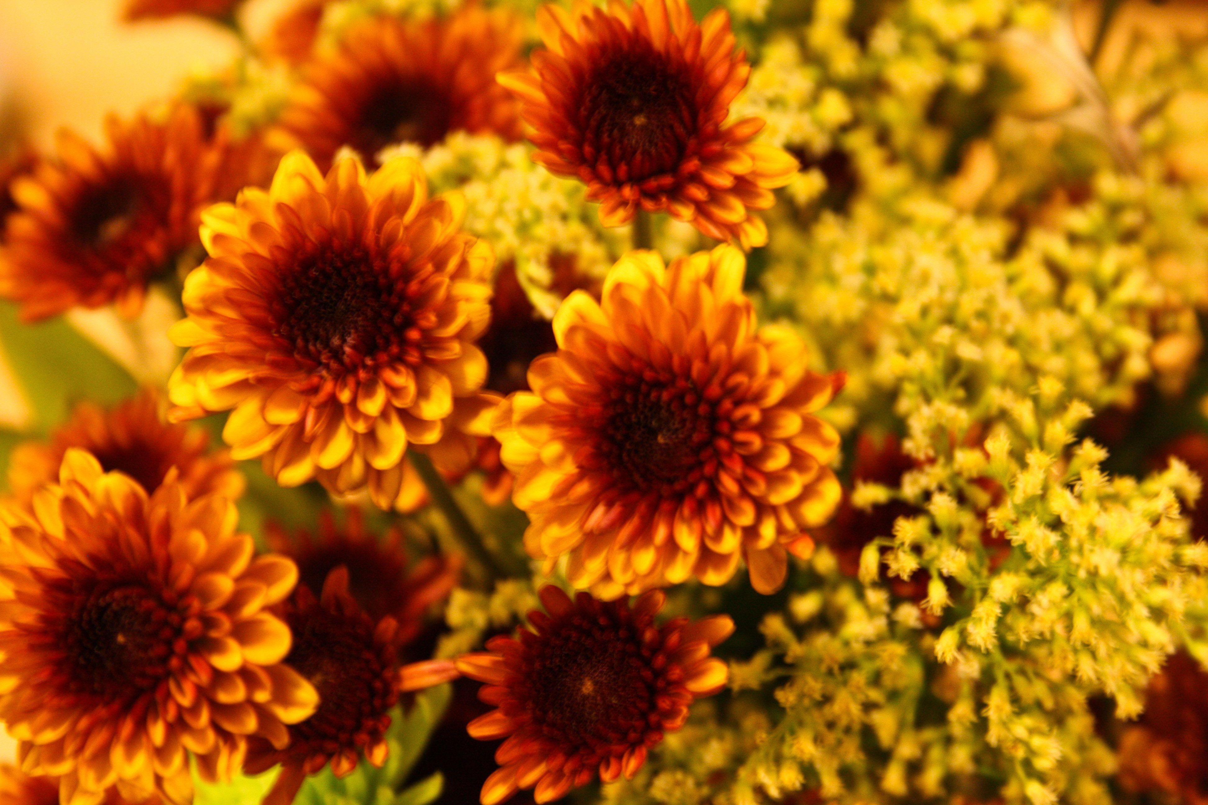 Fall Flowers Wallpapers - Top Free Fall Flowers Backgrounds ...