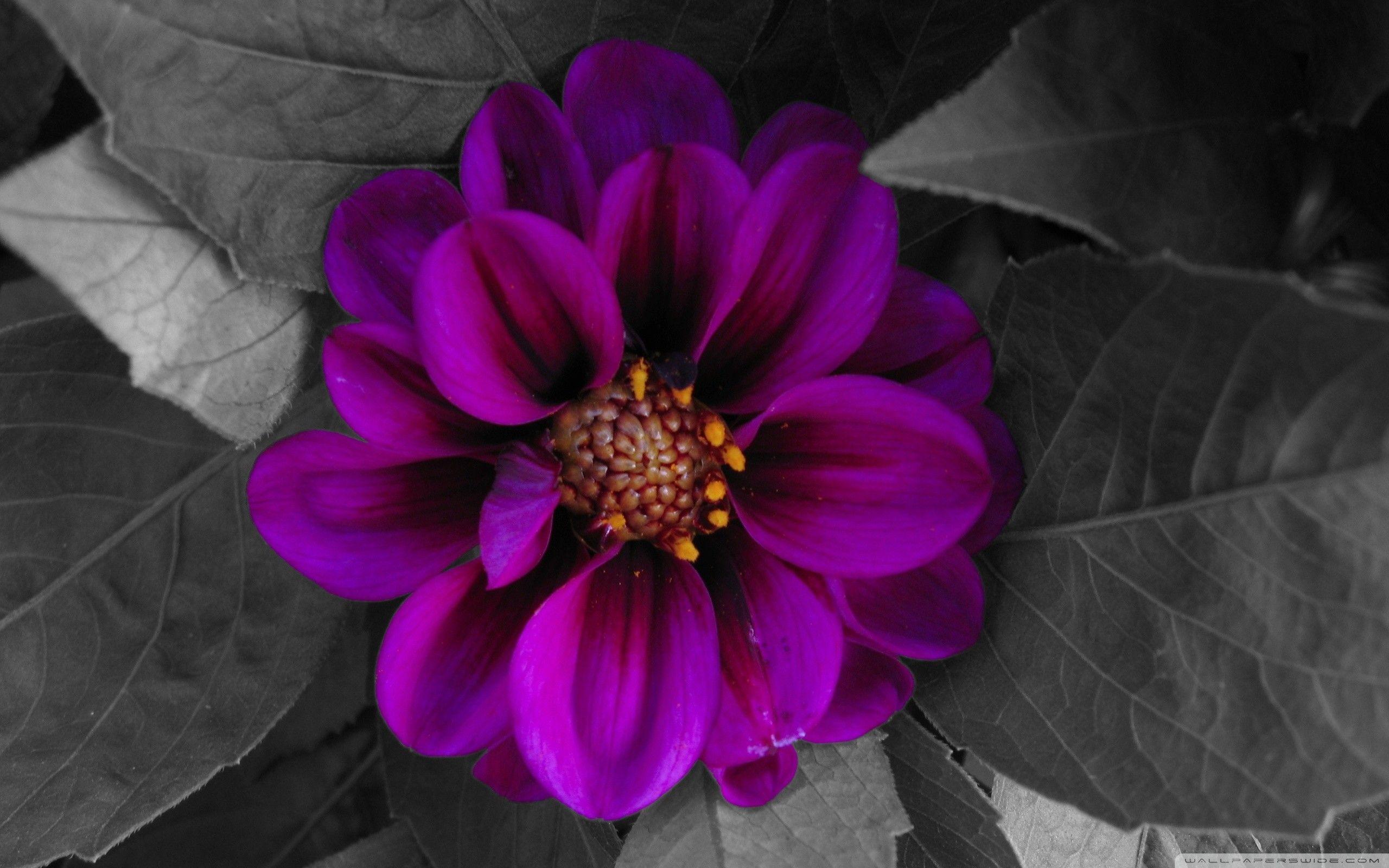 Fall Flowers Wallpapers - Top Free Fall Flowers Backgrounds ...