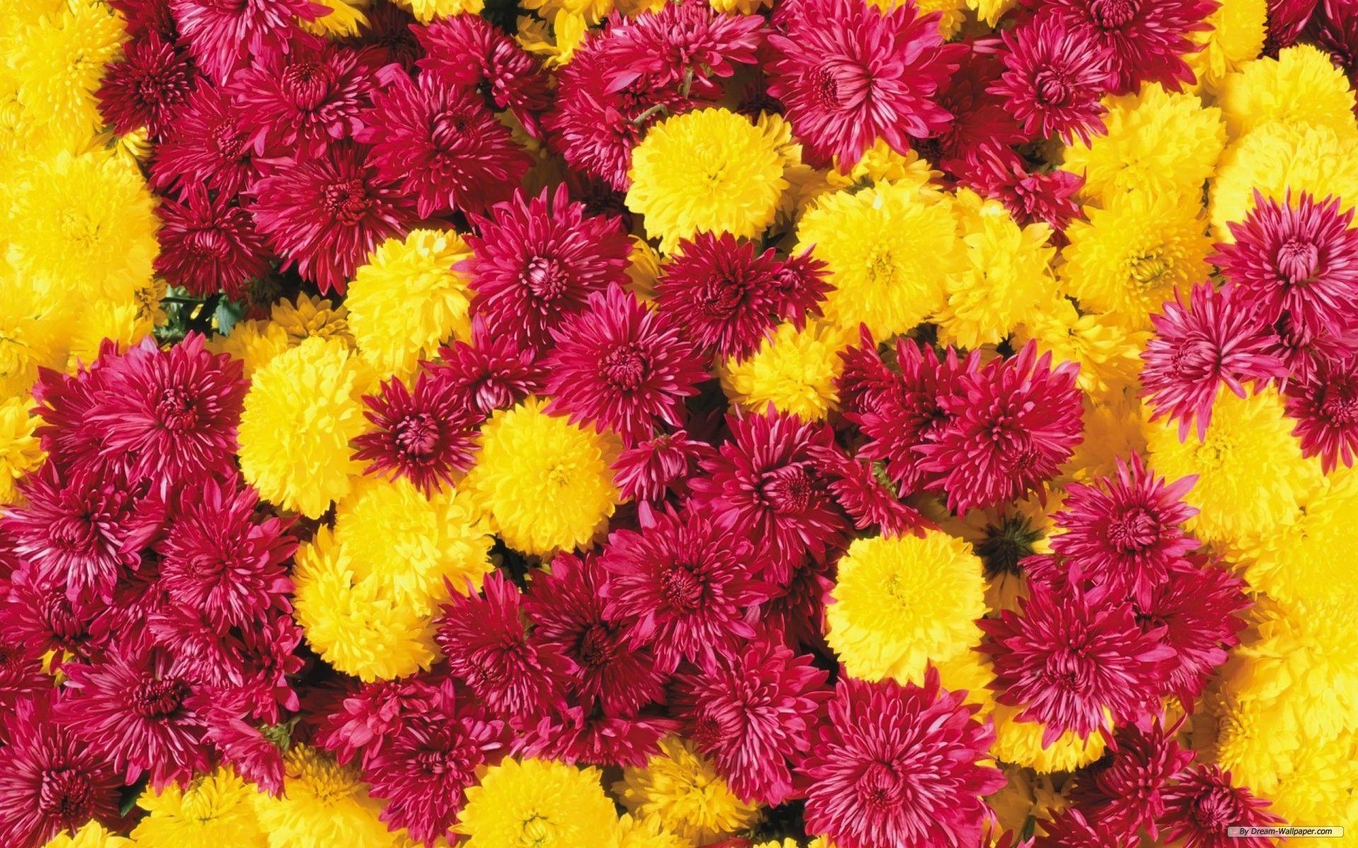 Fall Flowers Wallpapers - Top Free Fall Flowers Backgrounds ...